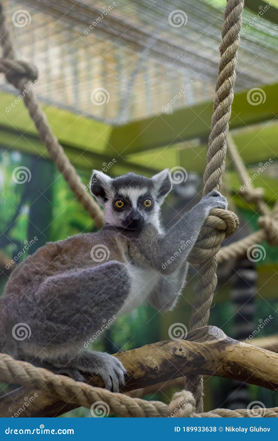Lemurs on a Branch. One Put His Head on the Other. Front View from the ...