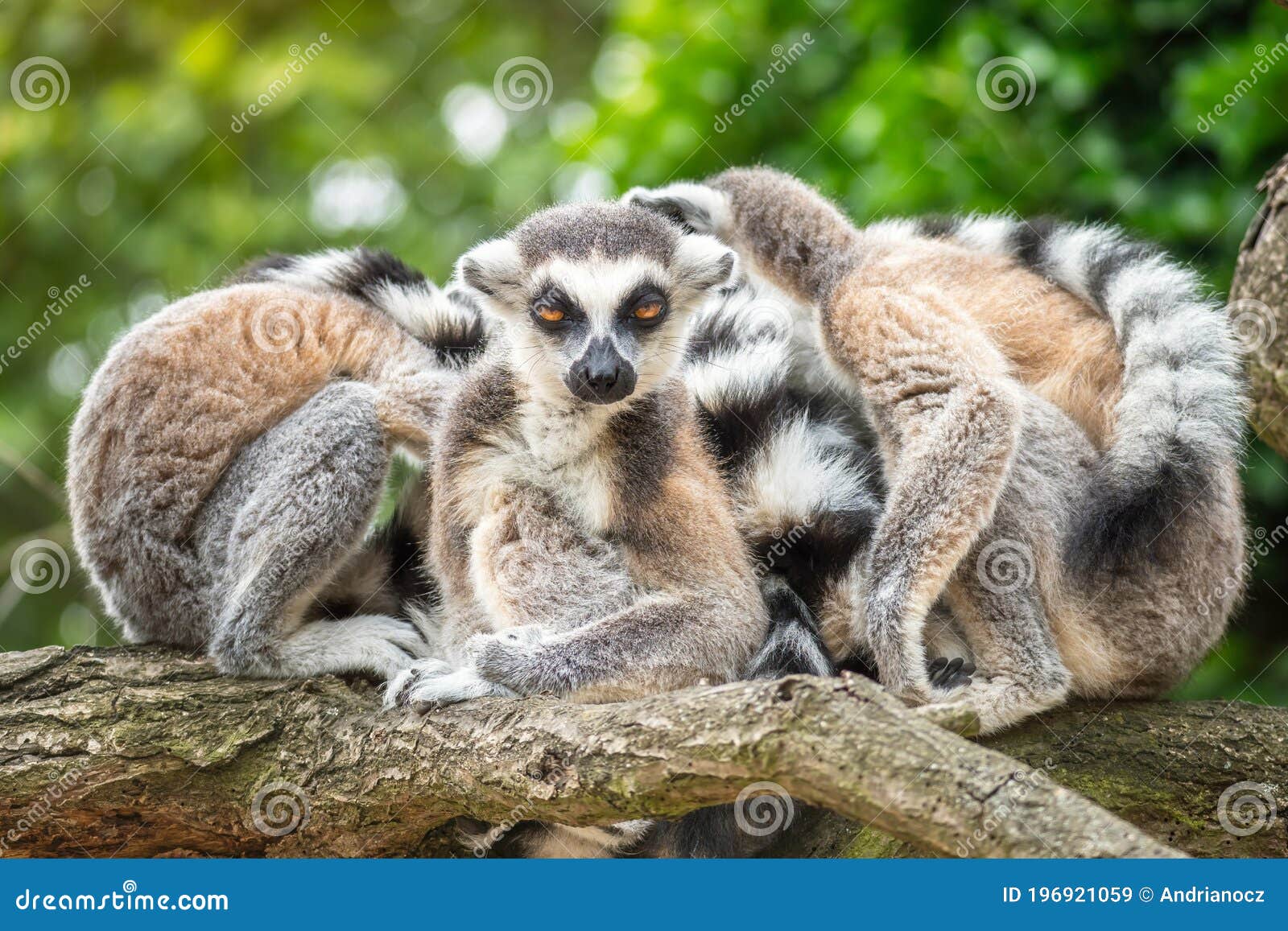 Lemurs on a branch of tree stock image. Image of lemuridae - 196921059