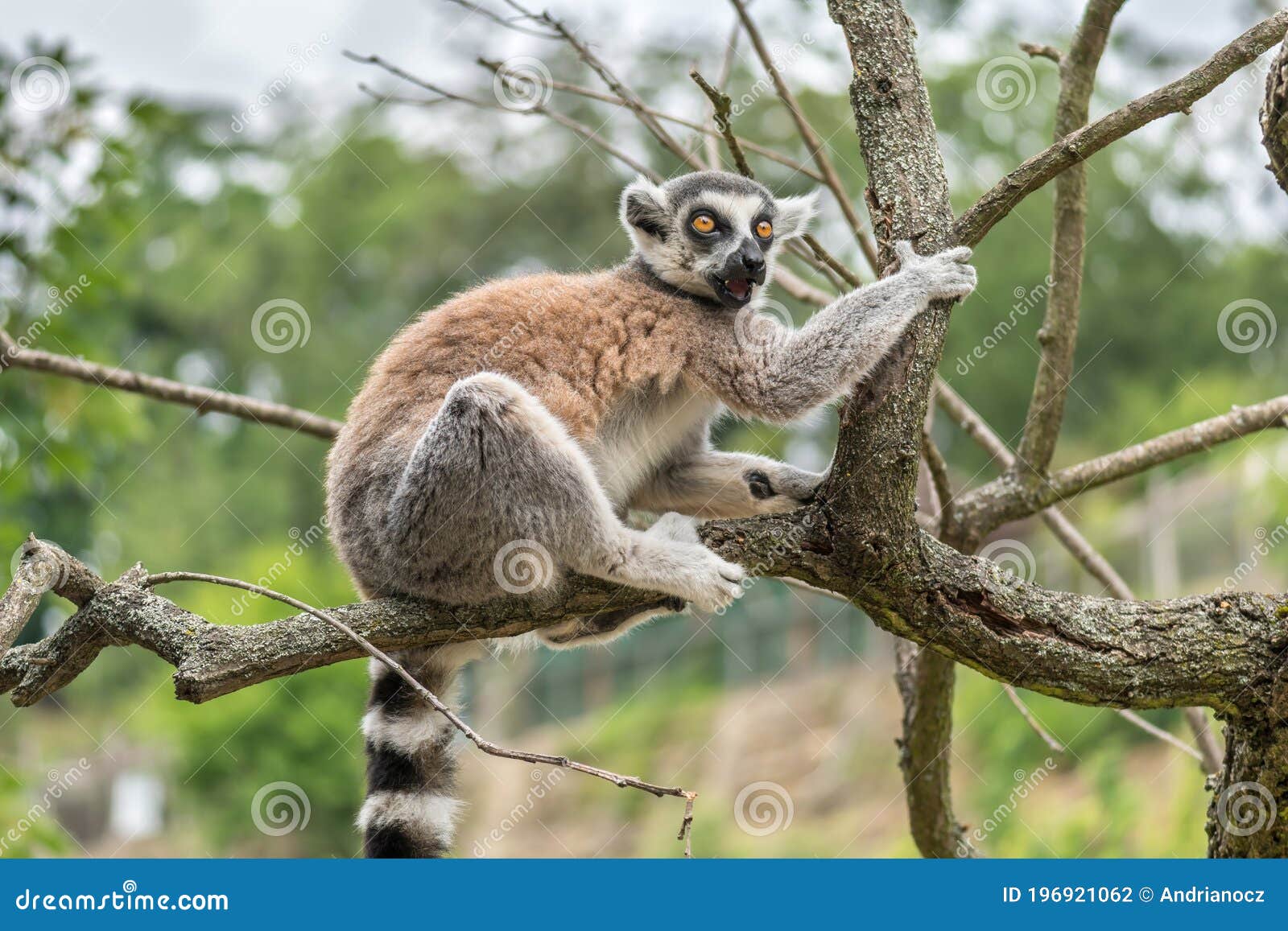 Lemurs on a branch of tree stock photo. Image of zoology - 196921062