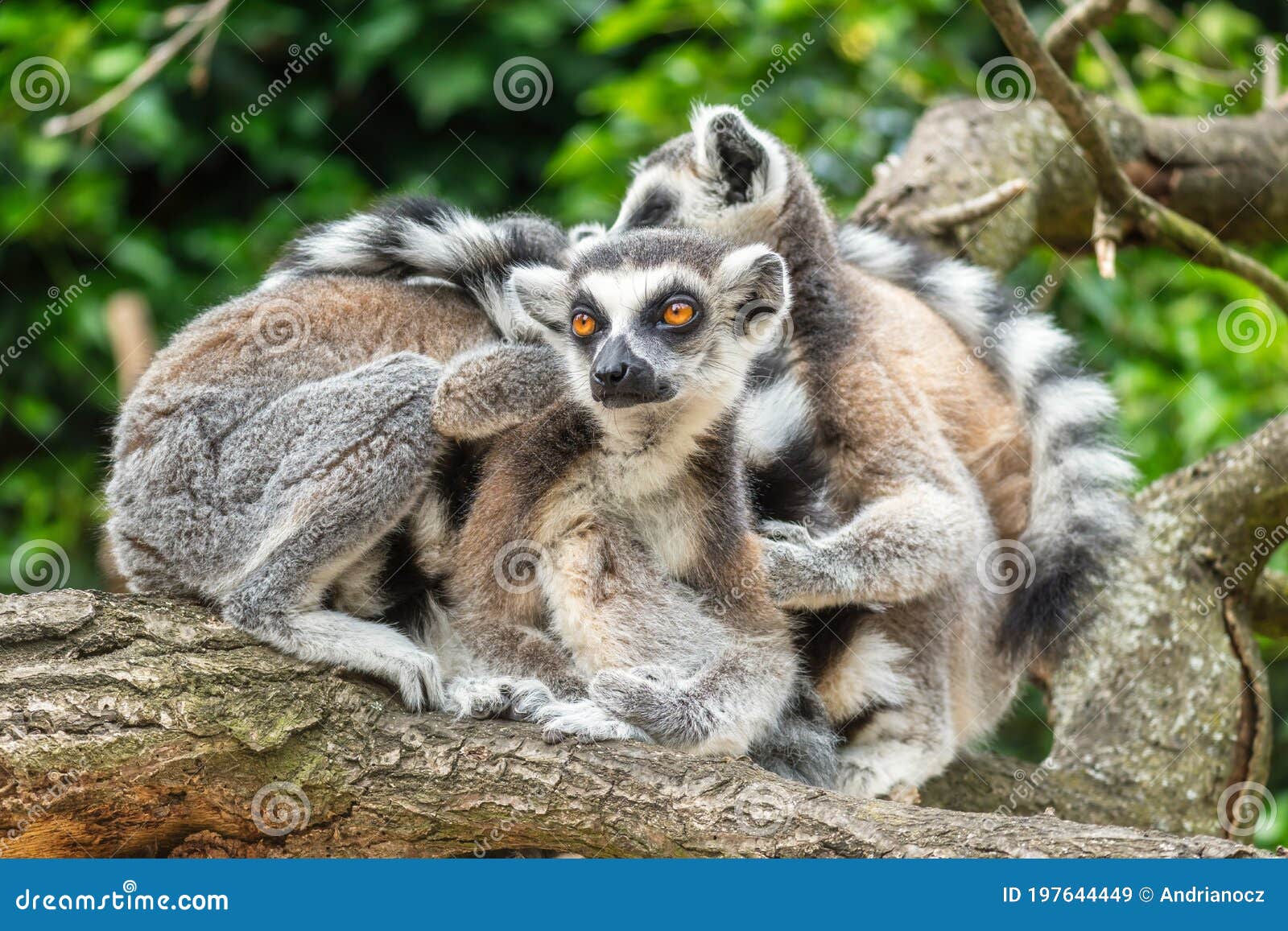 Lemurs on a branch of tree stock image. Image of zoology - 197644449