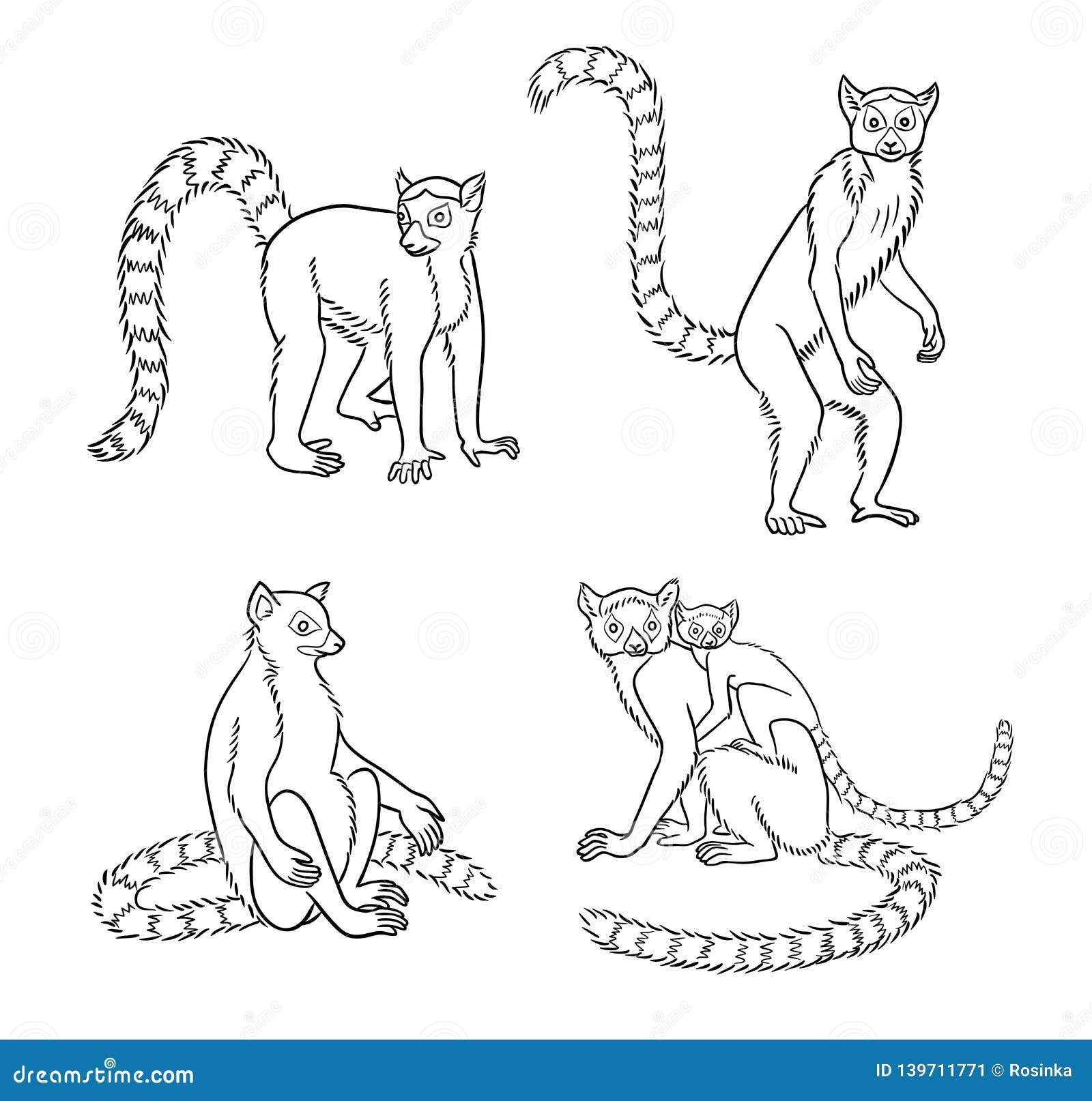 Lemurs in Contours - Vector Illustration Stock Vector - Illustration of ...