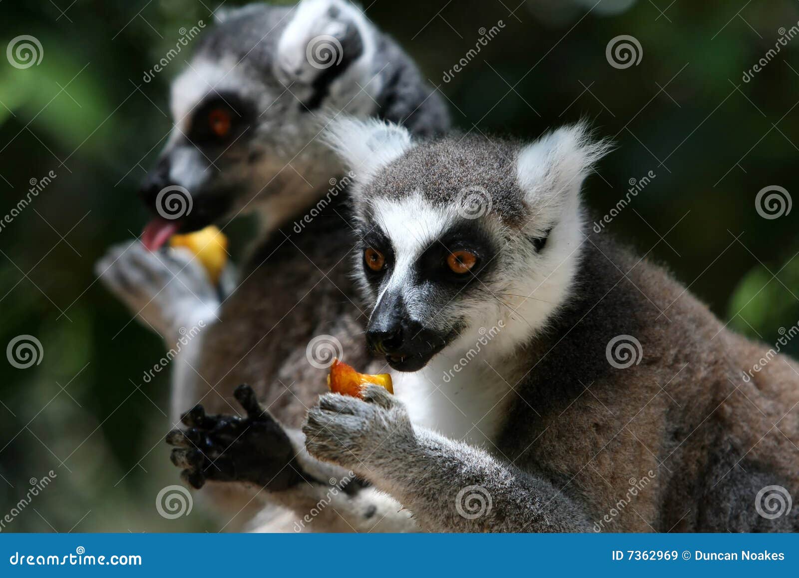 Lemurs Eating stock image. Image of ringtailed, mammal - 7362969