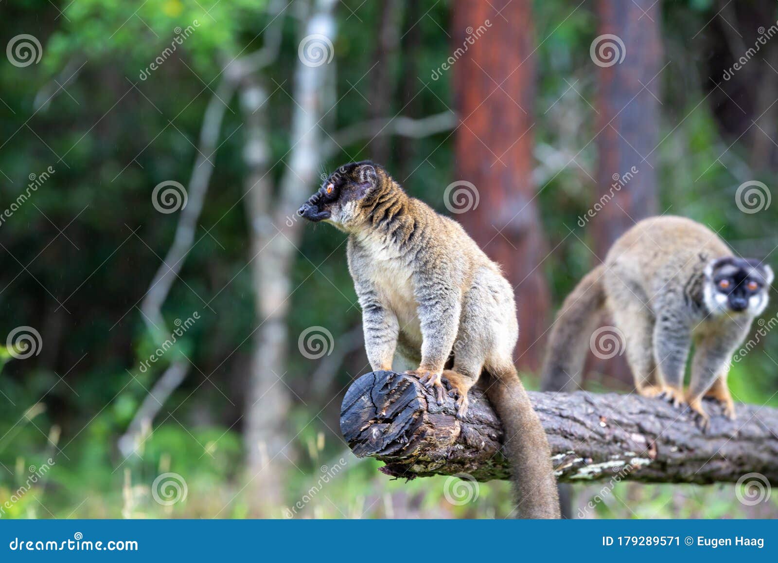 Lemurs on a Log Hanging Over the Water Stock Image - Image of look ...