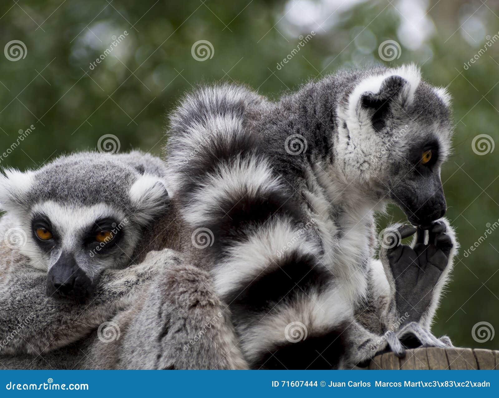 Lemurs with Looks in a Different Direction Stock Photo - Image of ...