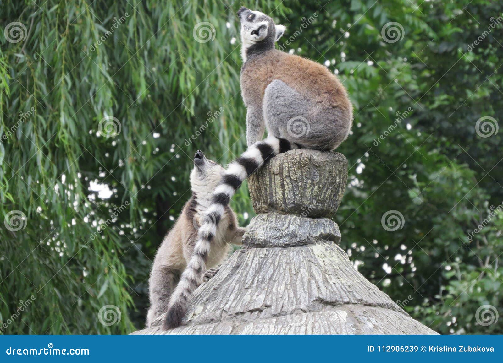 Lemurs in the park stock image. Image of lemurs, wildlife - 112906239