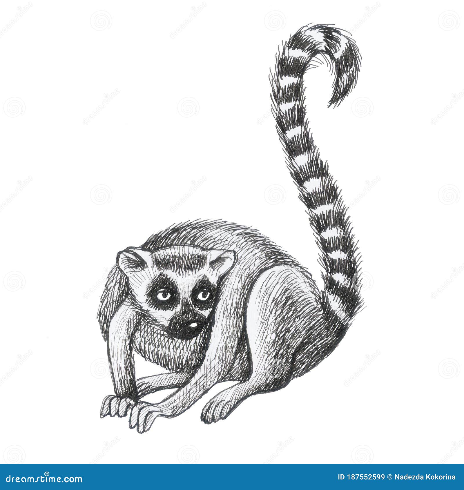 Lemurs Pattern Drawing Silhouette Tropical Animals Isolate Object White ...