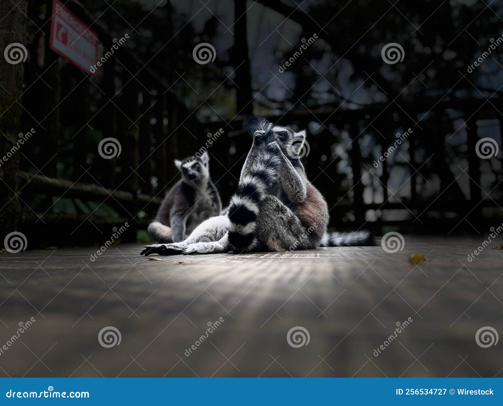 Lemurs Playing with Each Other Outdoors Stock Image - Image of species ...