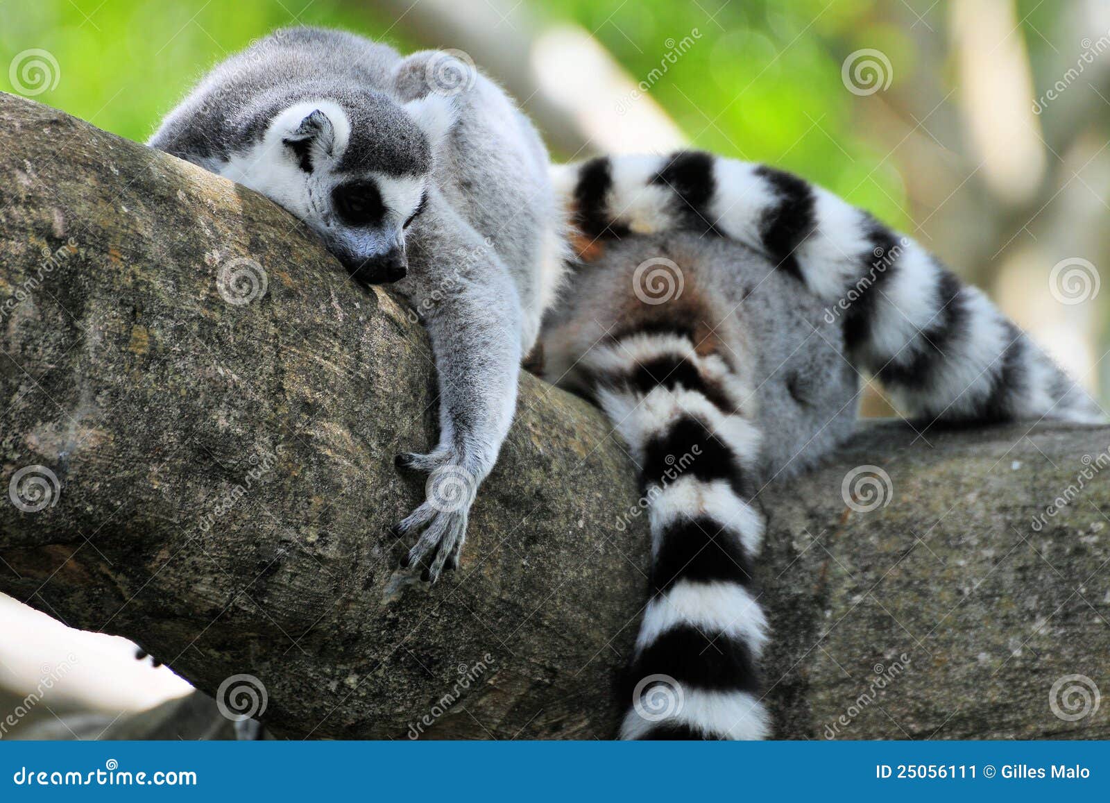 Lemurs Playing on a Tree Branch Stock Image - Image of band, black ...