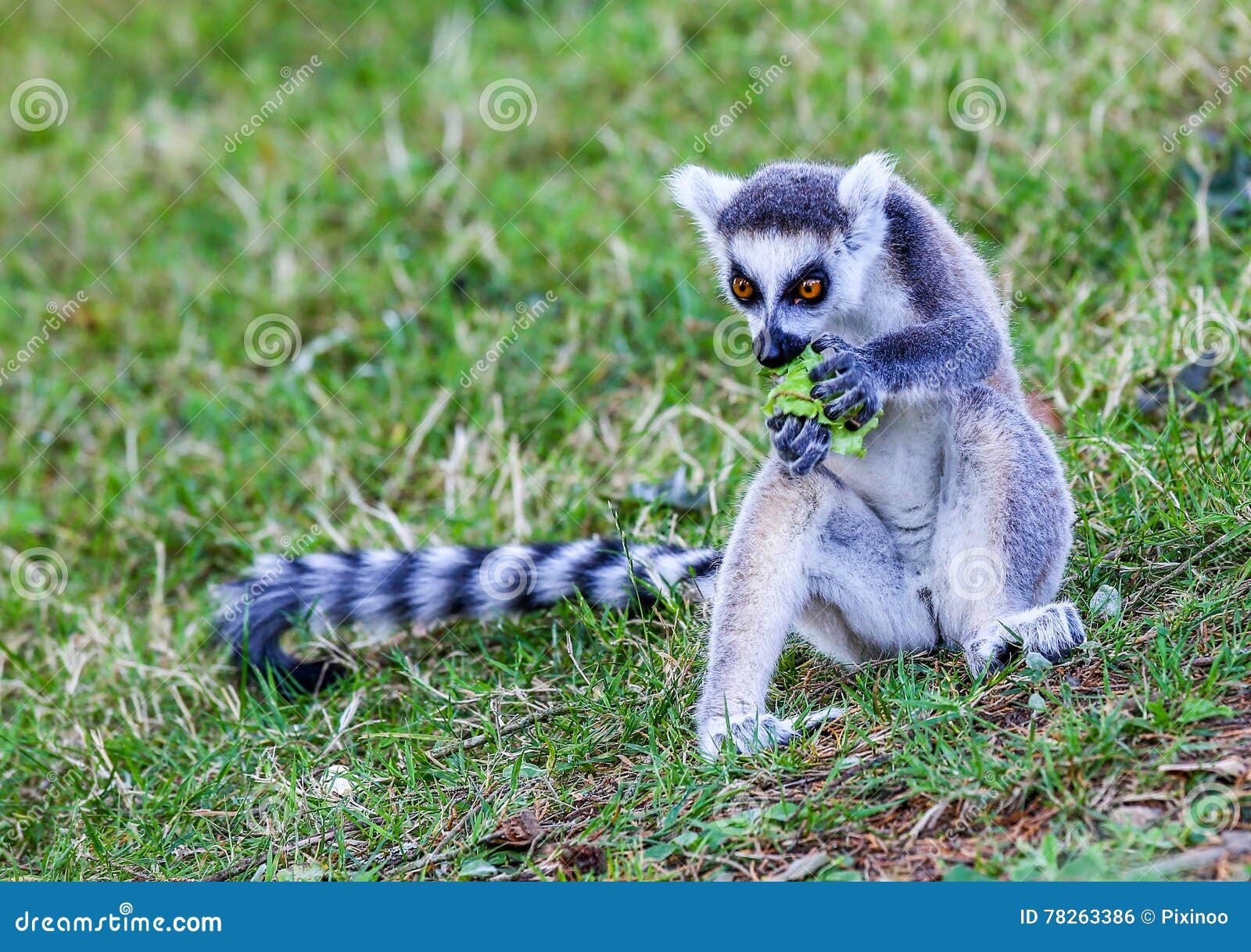 The Lemurs (ring-tailed Lemur) Eating Leaf Stock Photo - Image of ...