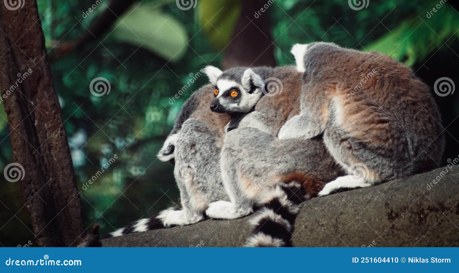 Lemurs Sit Together on Branch Stock Photo - Image of squirrel, rodent ...