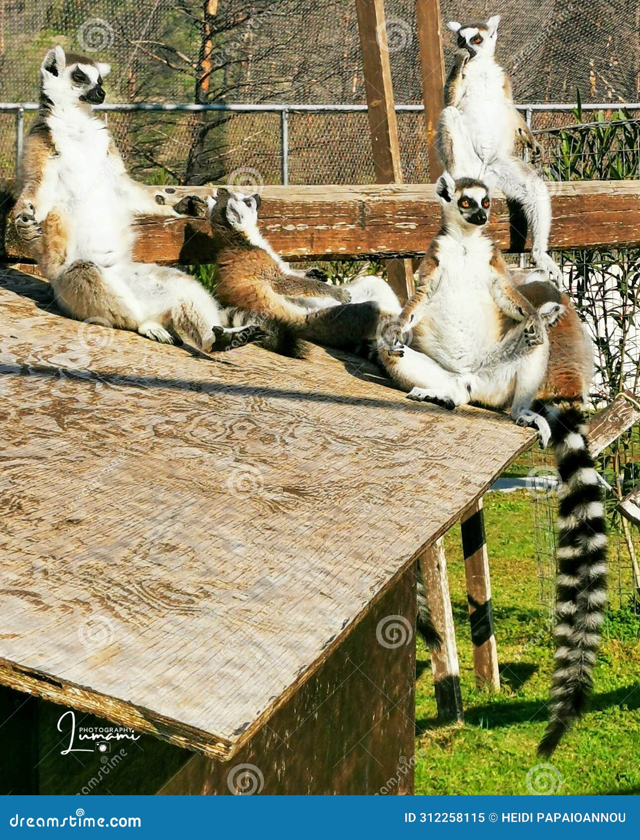 Lemurs sunbathing on roof stock image. Image of roof - 312258115