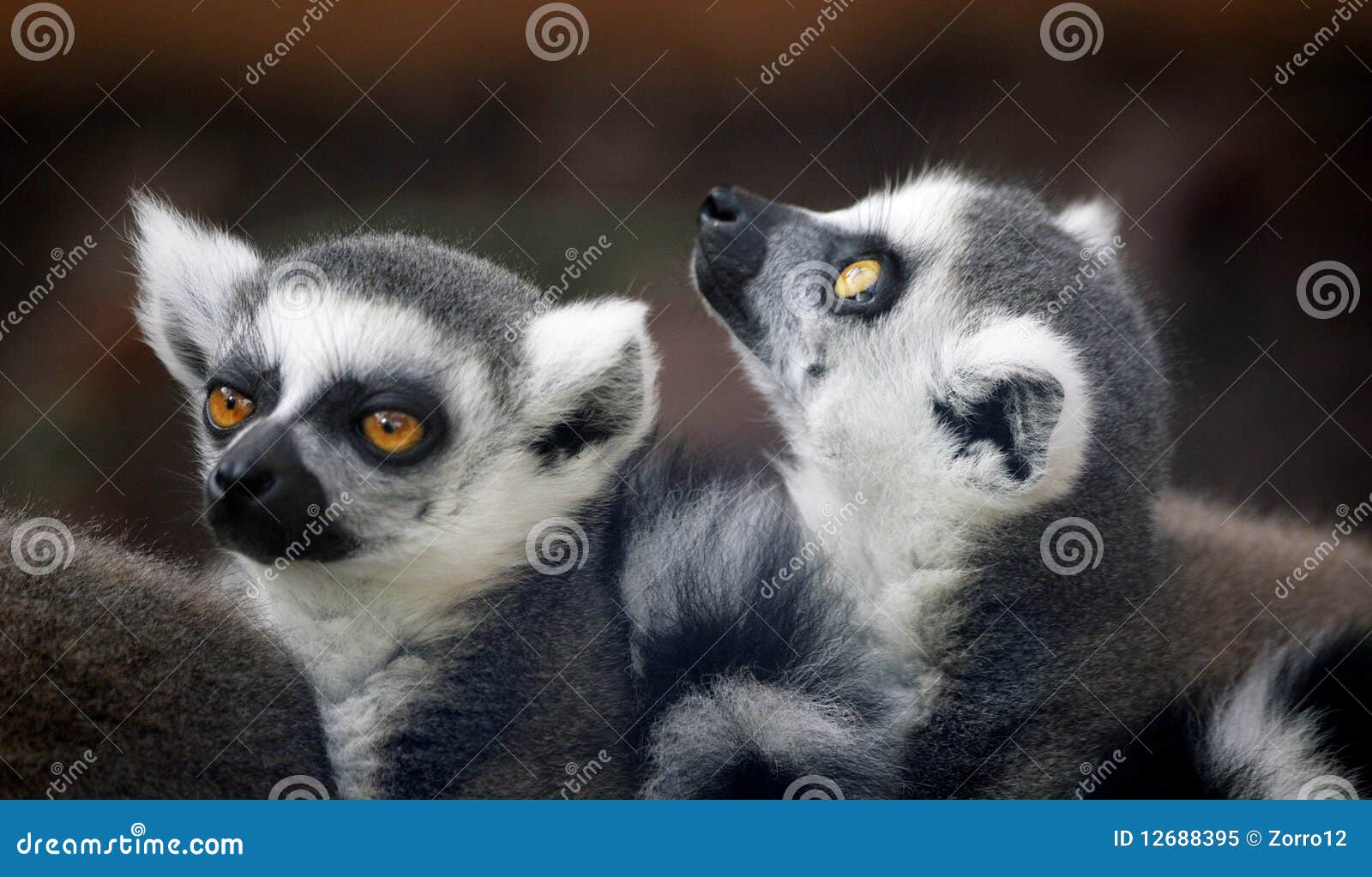 Lemus stock image. Image of neck, mammal, domesticated - 12688395