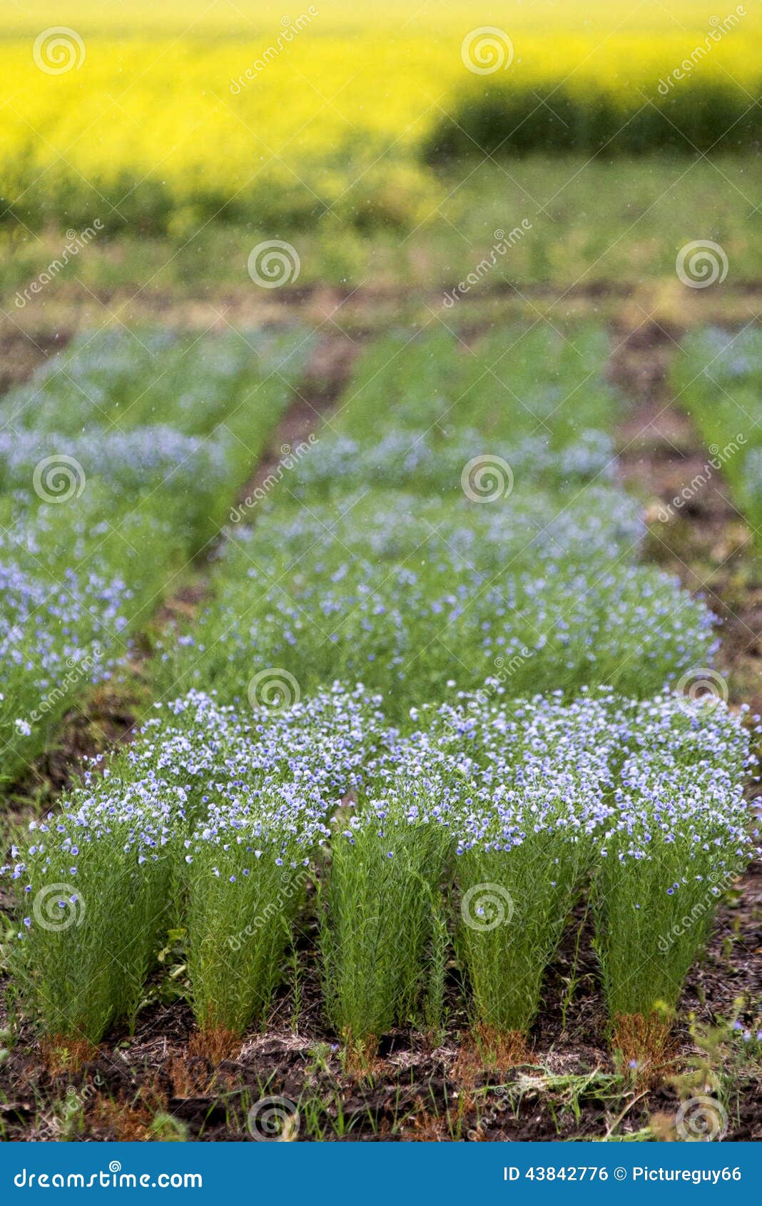 Len uprawa Saskatchewan zdjęcie stock. Obraz złożonej z saskatchewan ...