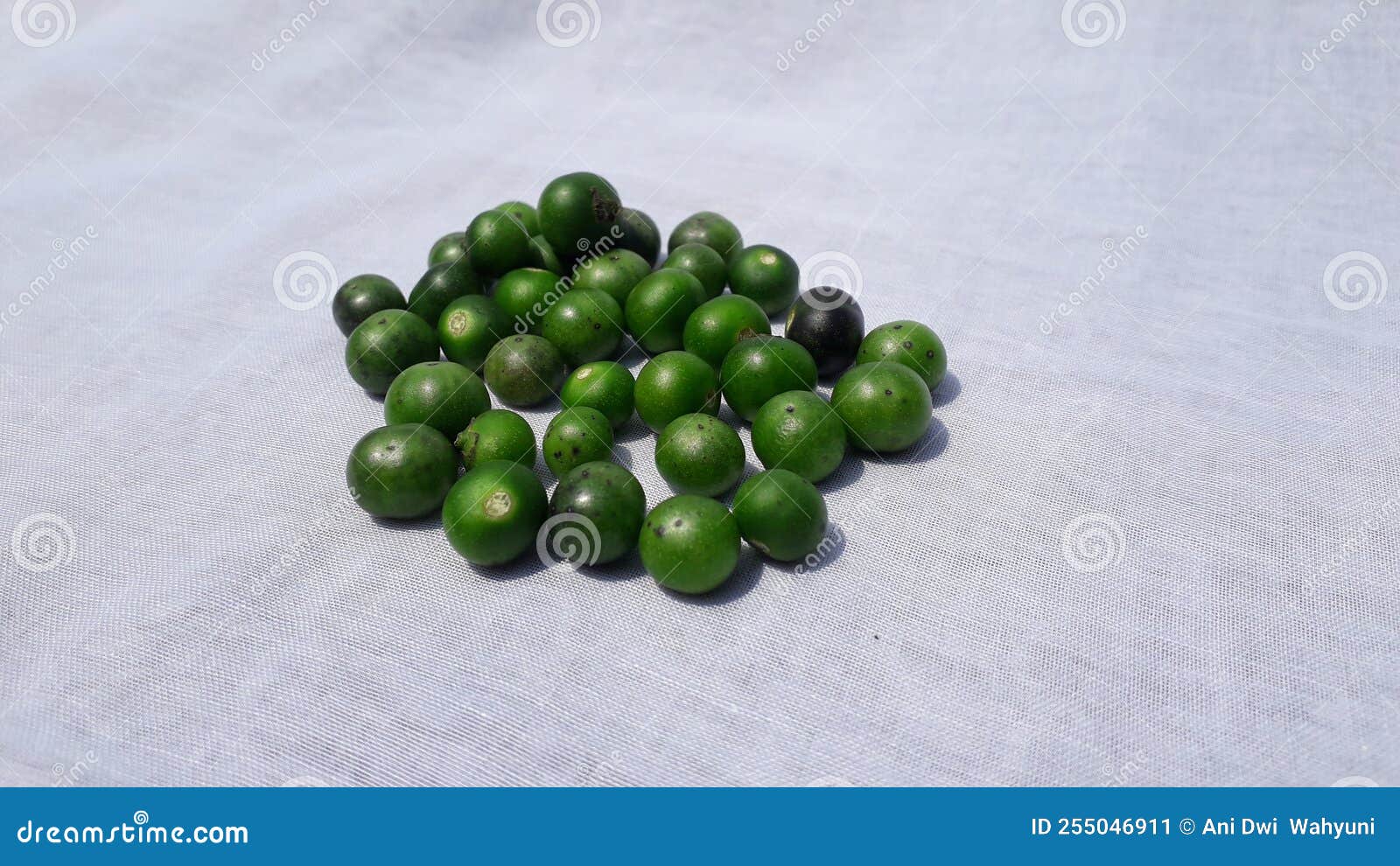 Lenca O Leunca Sobre Fondo Blanco Imagen de archivo - Imagen de modelo ...