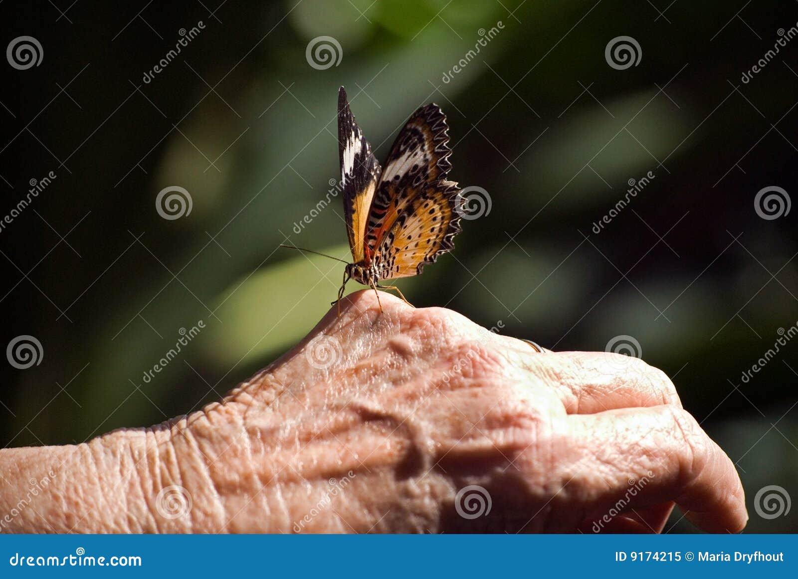 Lending a Hand stock image. Image of design, wild, woman - 9174215