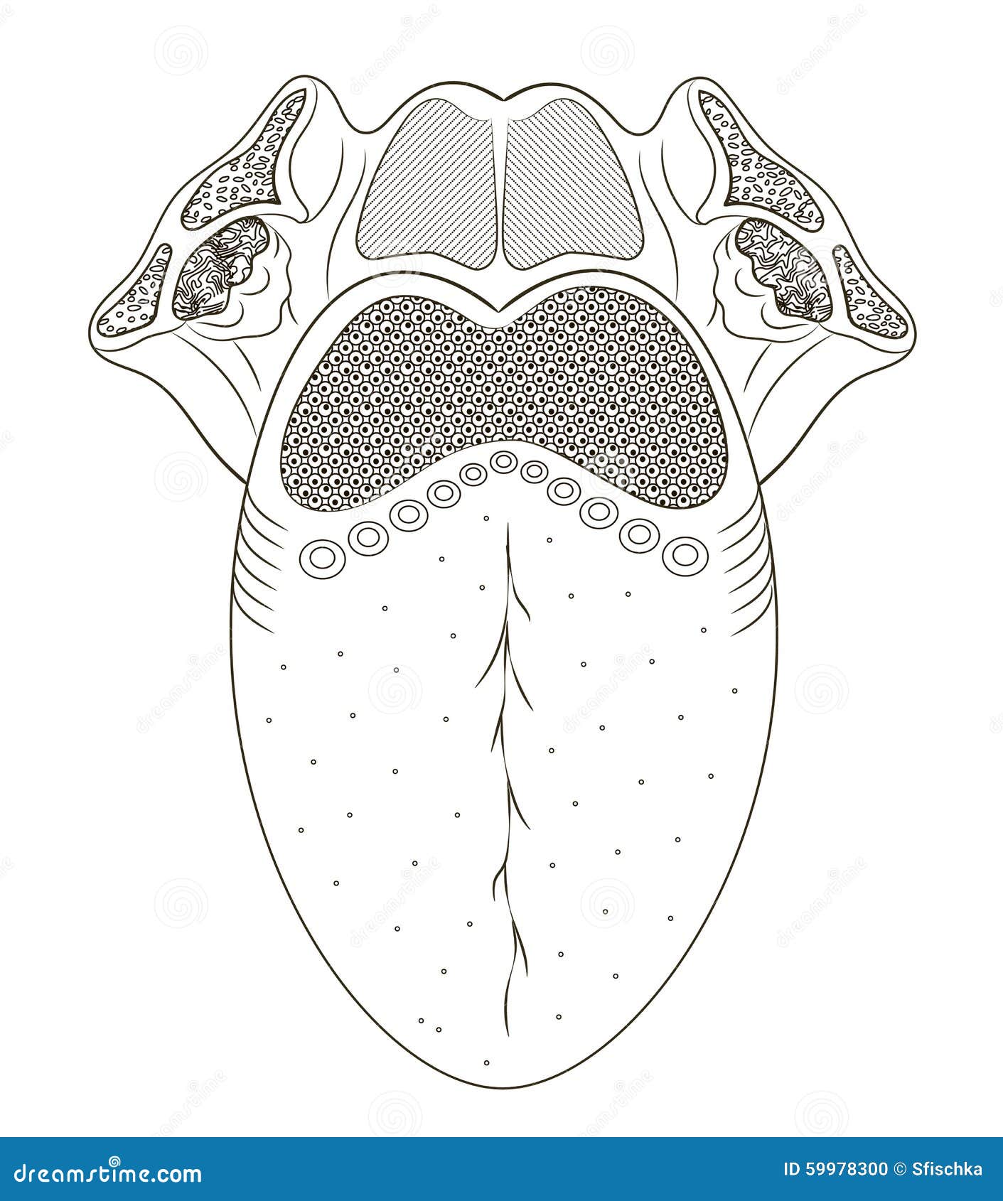 Lengüeta humana ilustración del vector. Ilustración de medicina - 59978300