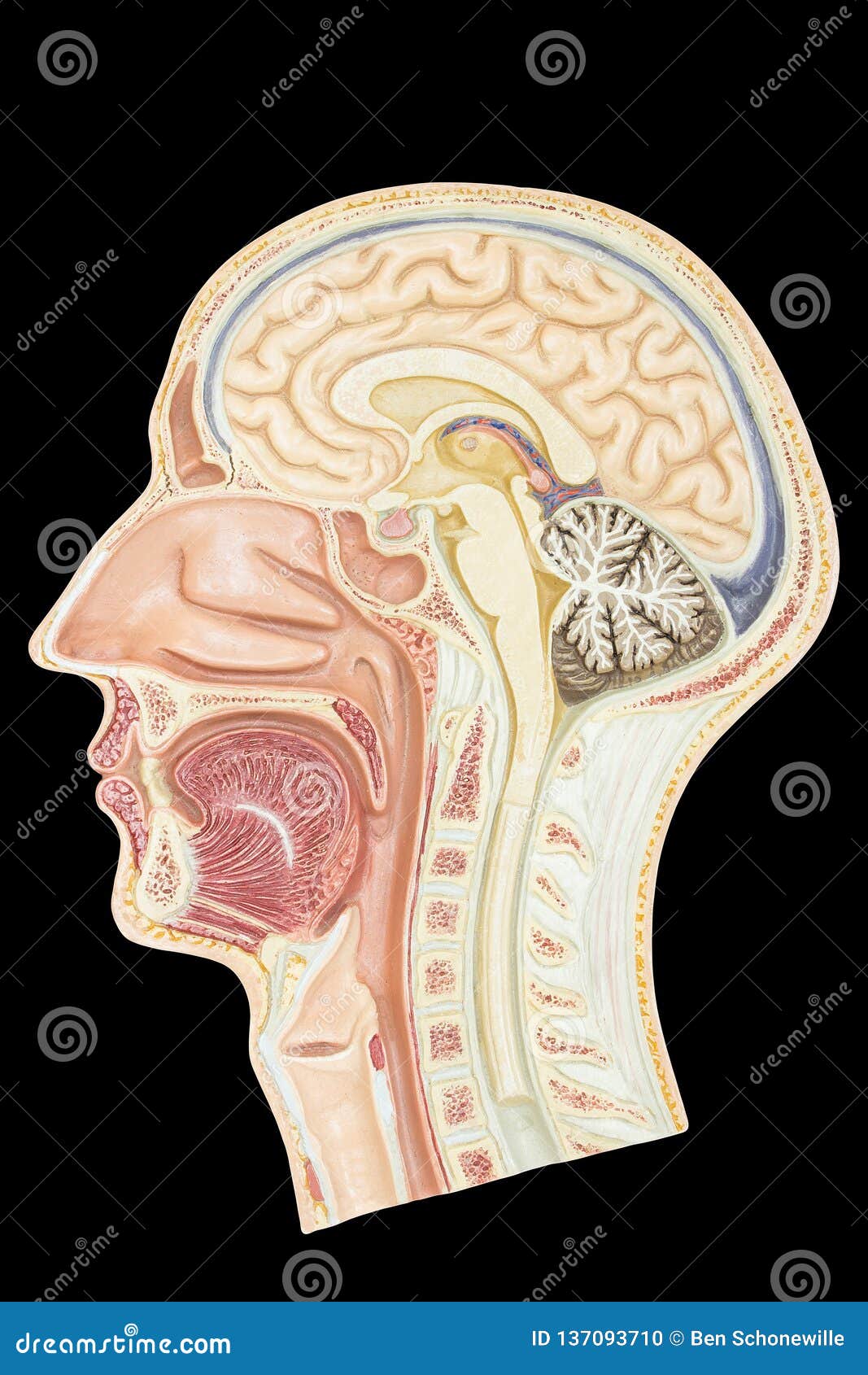 Length Cross Section Human Head Model on Black Stock Photo - Image of ...