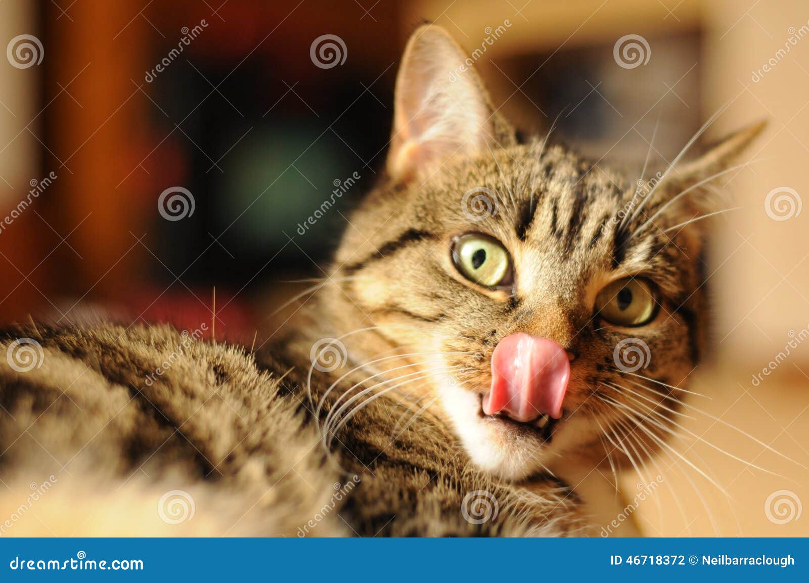 Lengua del gato foto de archivo. Imagen de ojos, lindo - 46718372