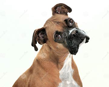 Lenny the Dog stock photo. Image of boxer, furry, portrait - 5587198