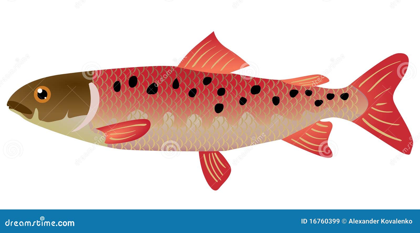 Lenok fish stock vector. Illustration of vector, lake - 16760399