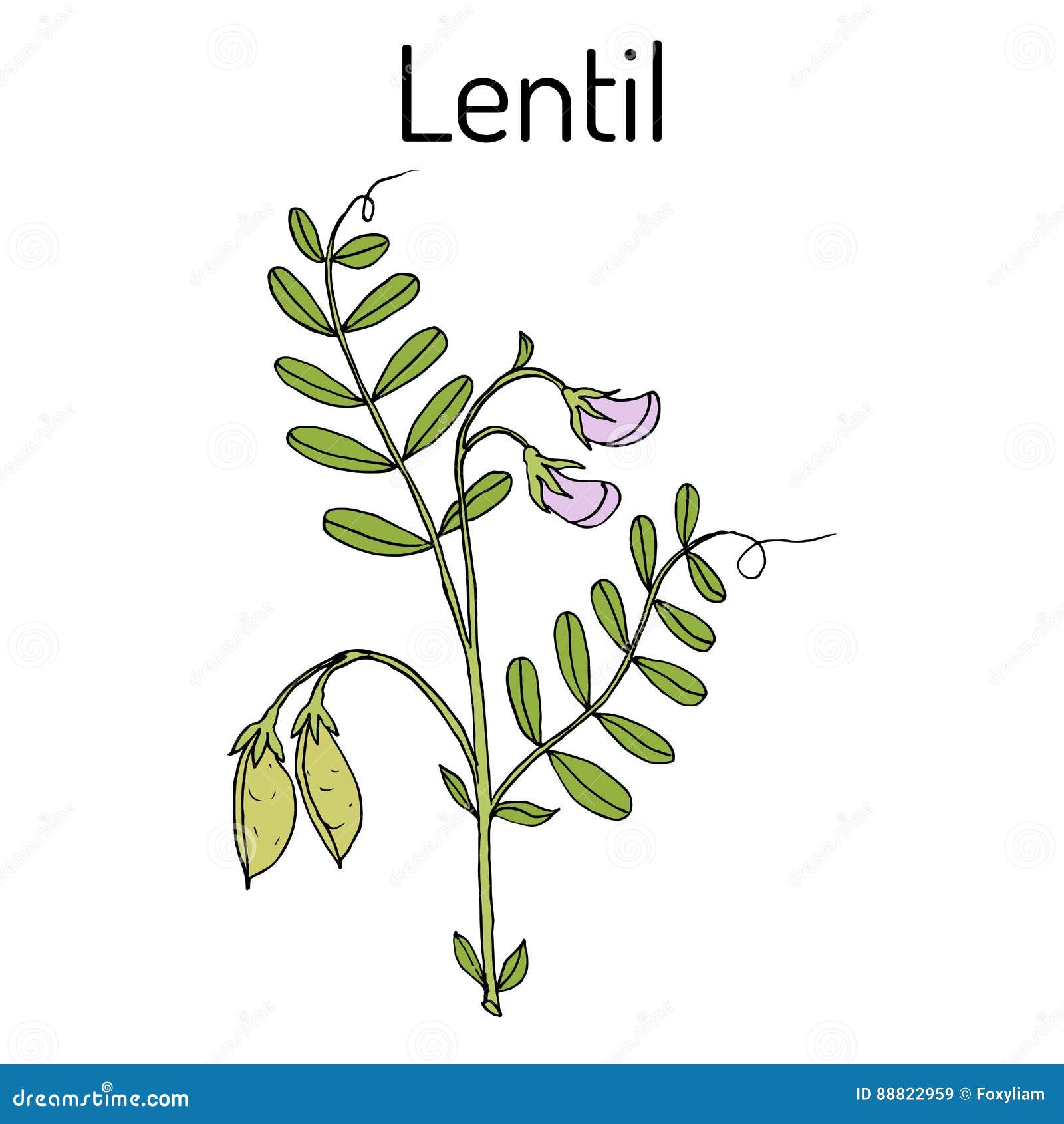 Lens Culinaris Della Lenticchia Illustrazione Vettoriale ...