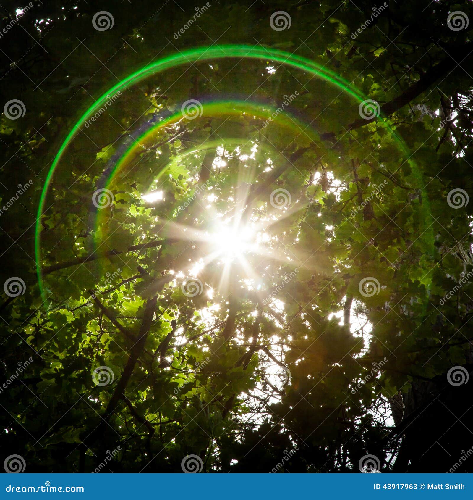Lens Flare and Sun Starburst through Trees Stock Image - Image of trees ...