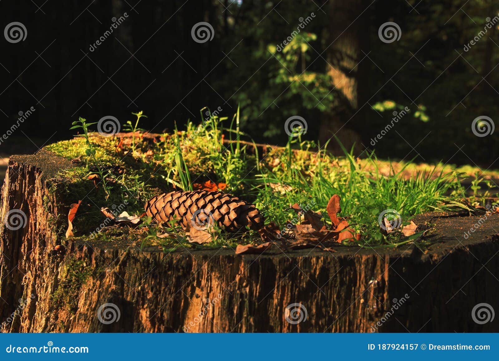 Lens Flare Using the Sun Setting Sunlight on the Rings of a Tree Stump ...
