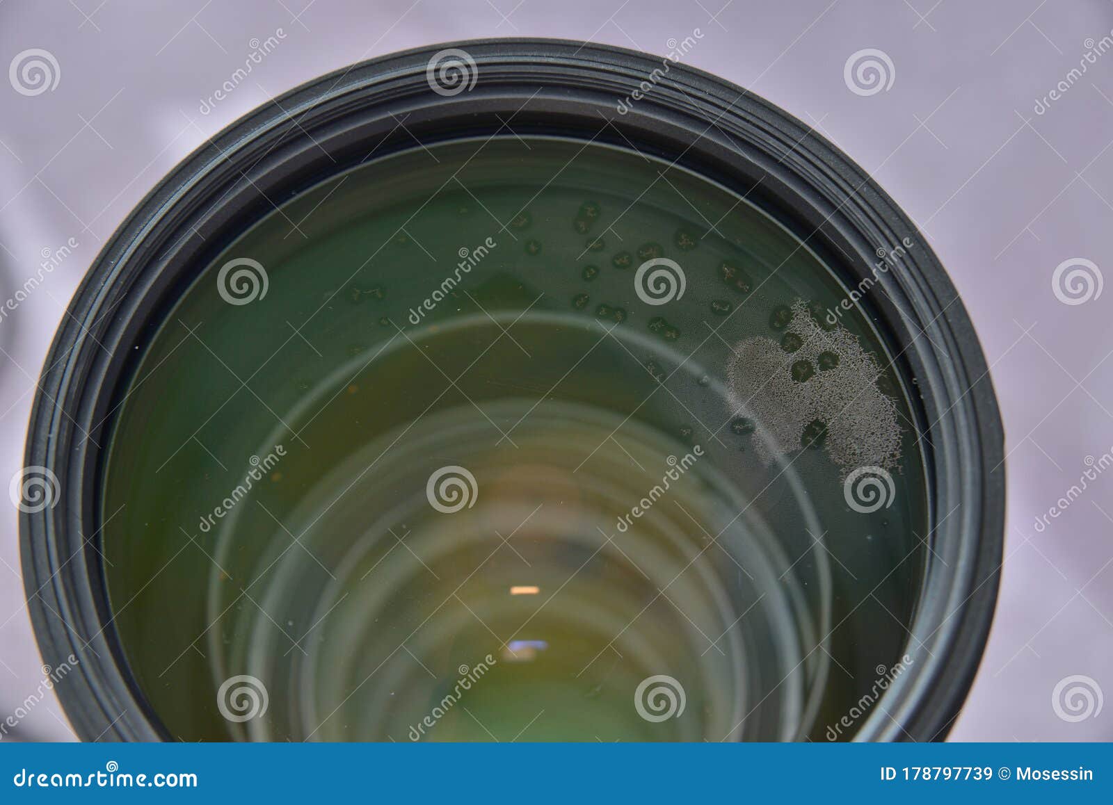 Lens fungus Mold stock image. Image of texture, surface - 178797739