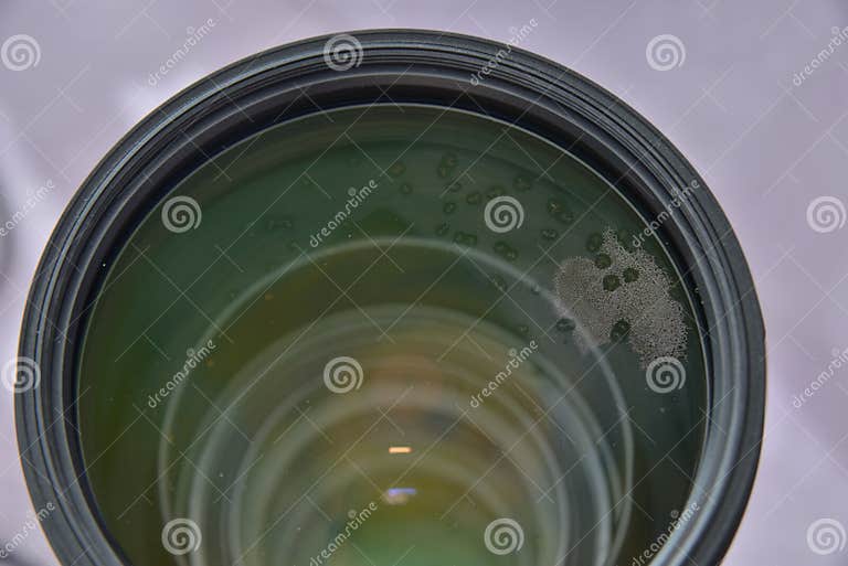 Lens fungus Mold stock image. Image of texture, surface - 178797739