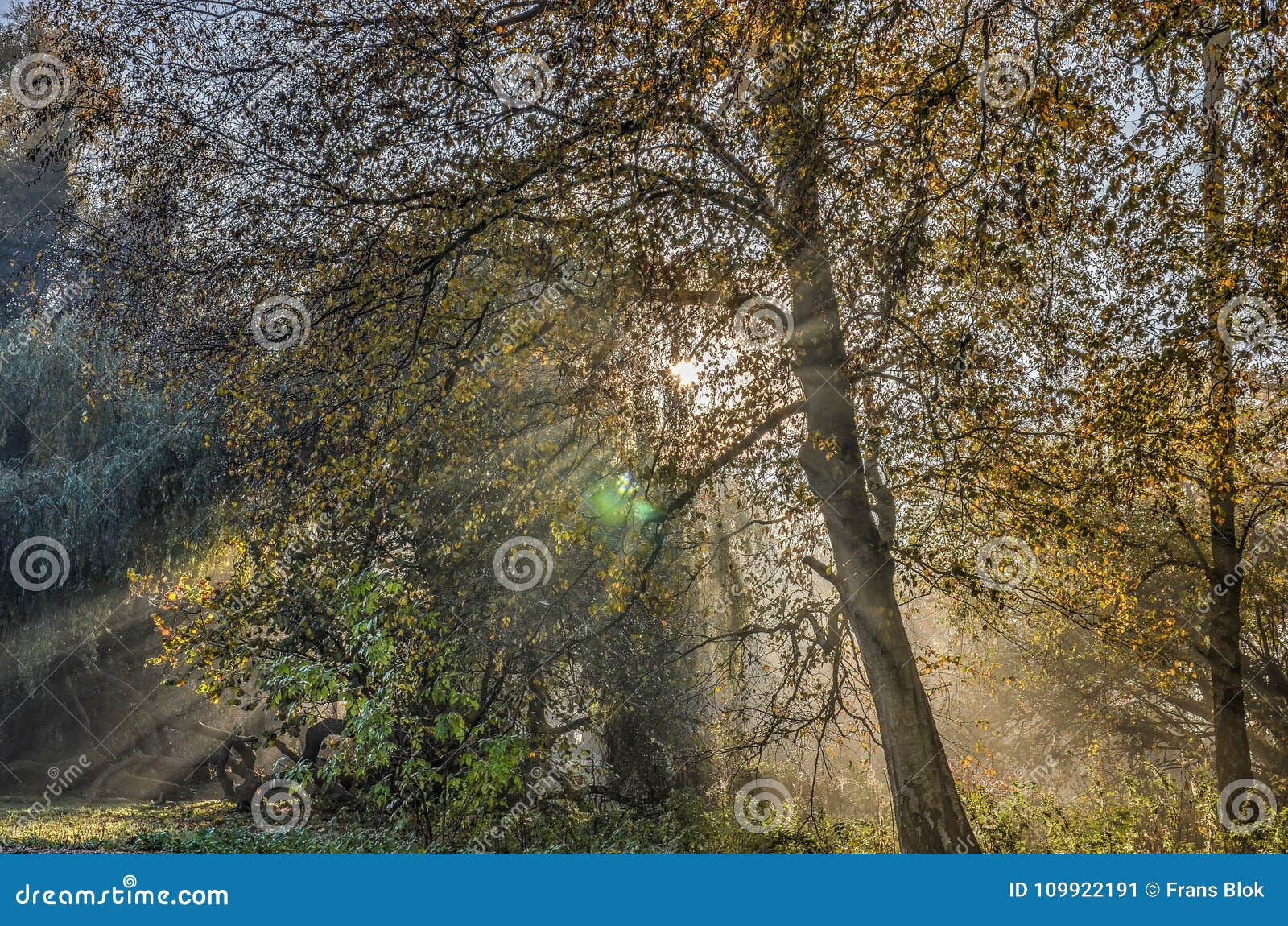 Lensflare in the forest stock image. Image of tree, seasons - 109922191