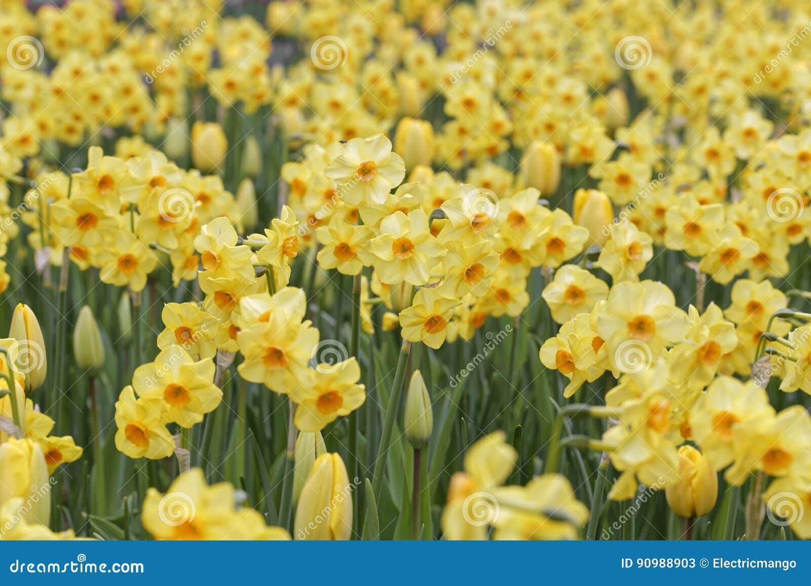 Lent lilies stock image. Image of purple, eastercard - 90988903