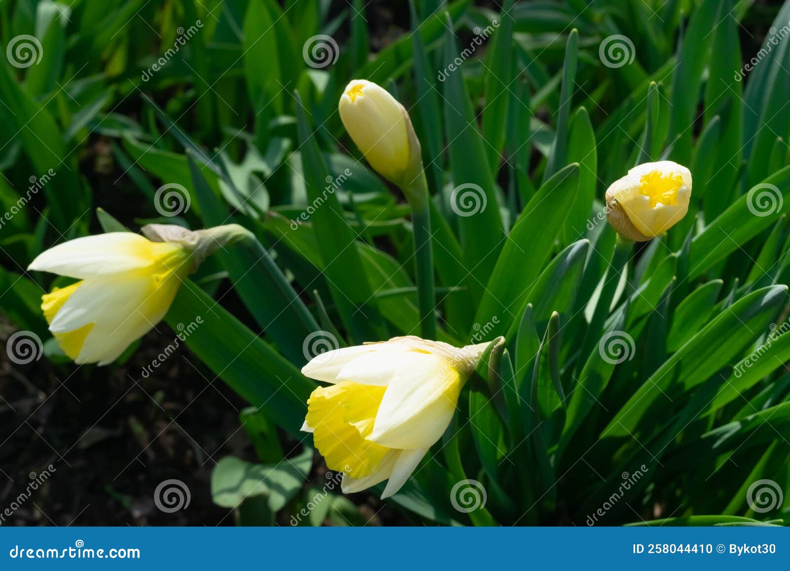 Yellow Lent Lily Flowers in the Garden. Spring Flowering. Floral ...