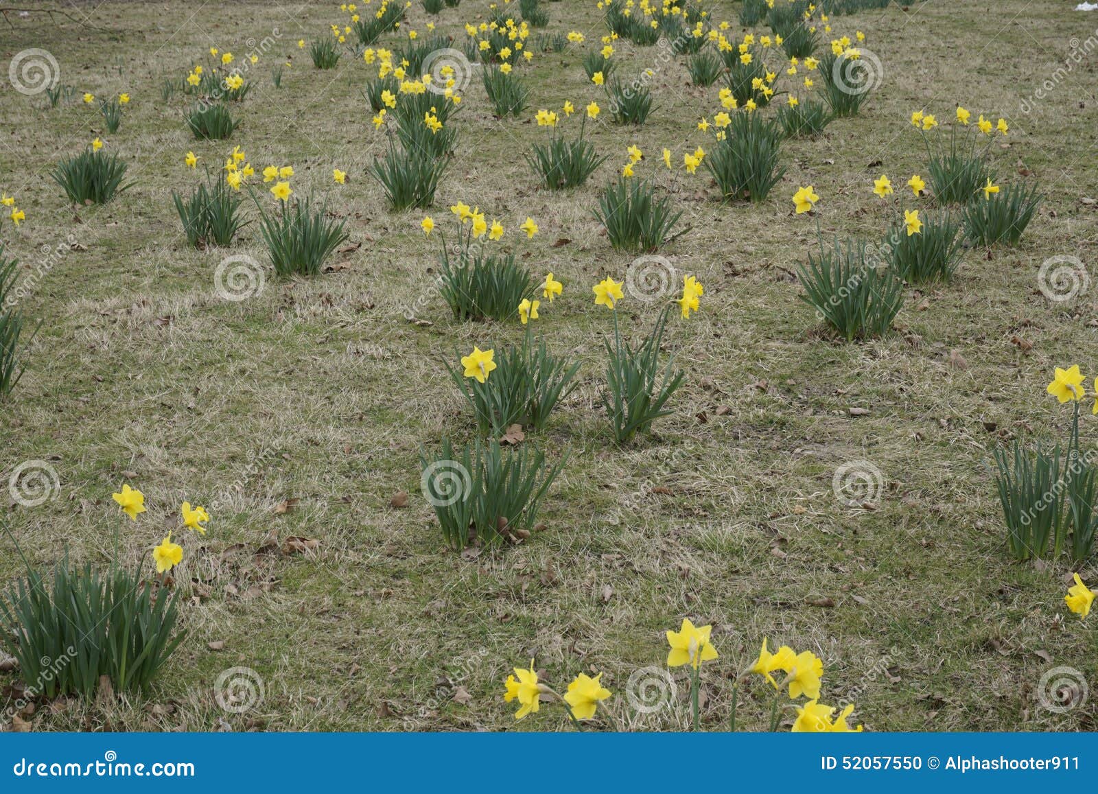 Lent lily stock photo. Image of plant, nature, springtime - 52057550