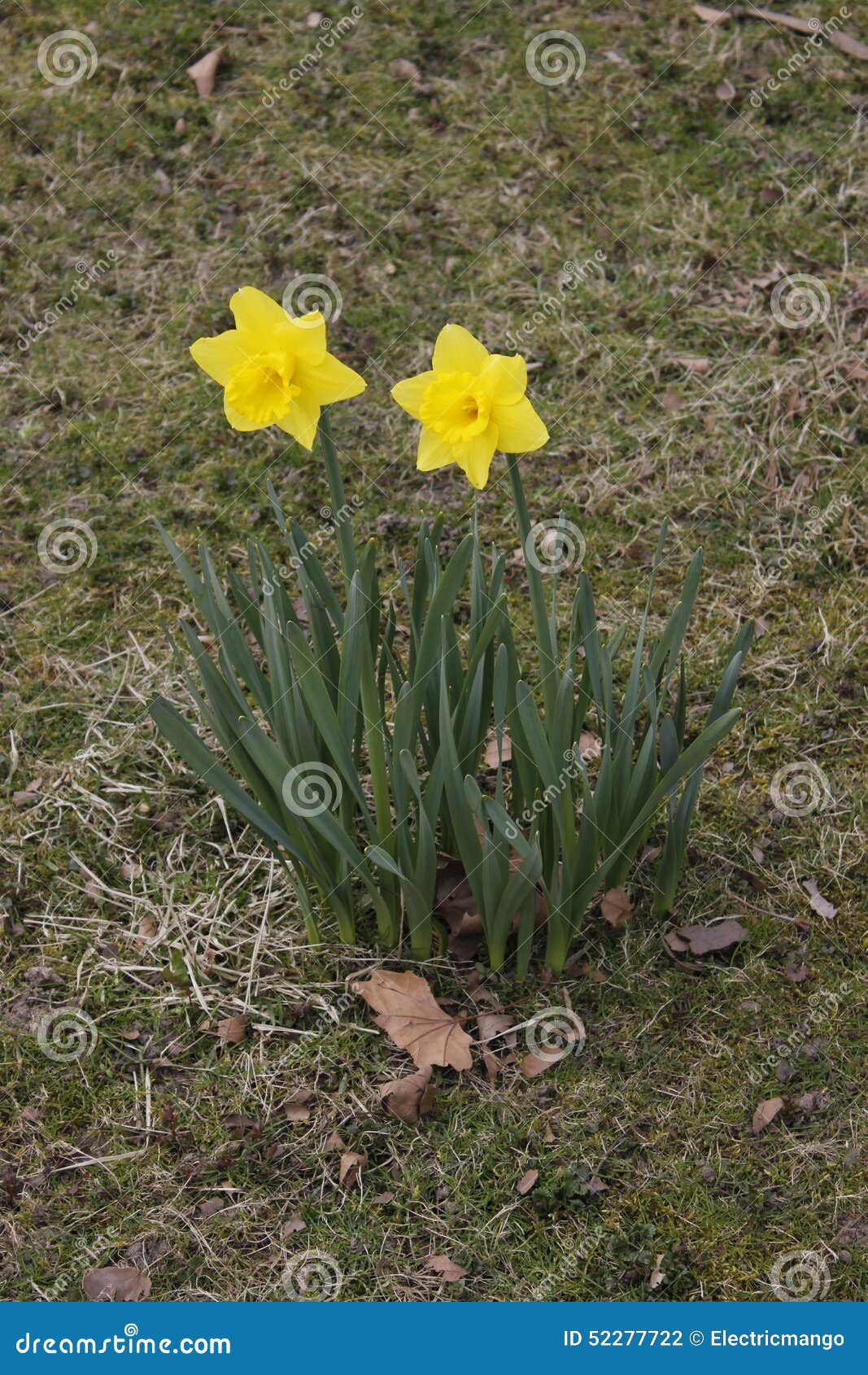 Lent lily stock photo. Image of nature, lilly, snowmelt - 52277722