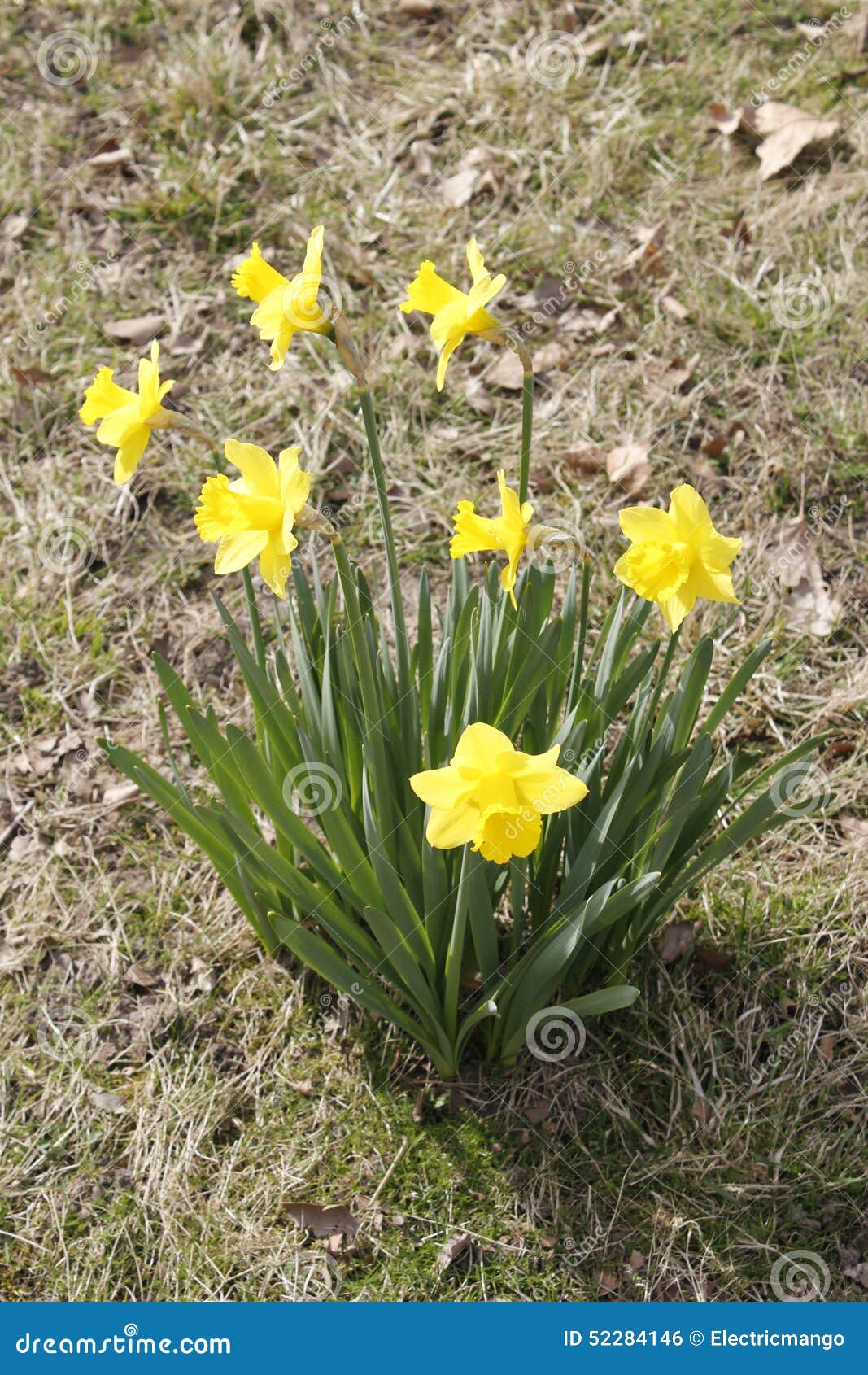 Lent lily stock photo. Image of grape, iris, odor, cherry - 52284146