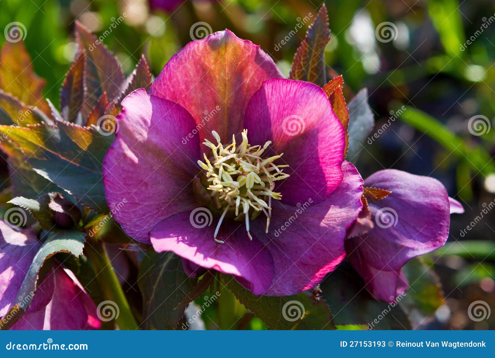 Lenten Rose stock image. Image of garden, covenant, lent - 27153193