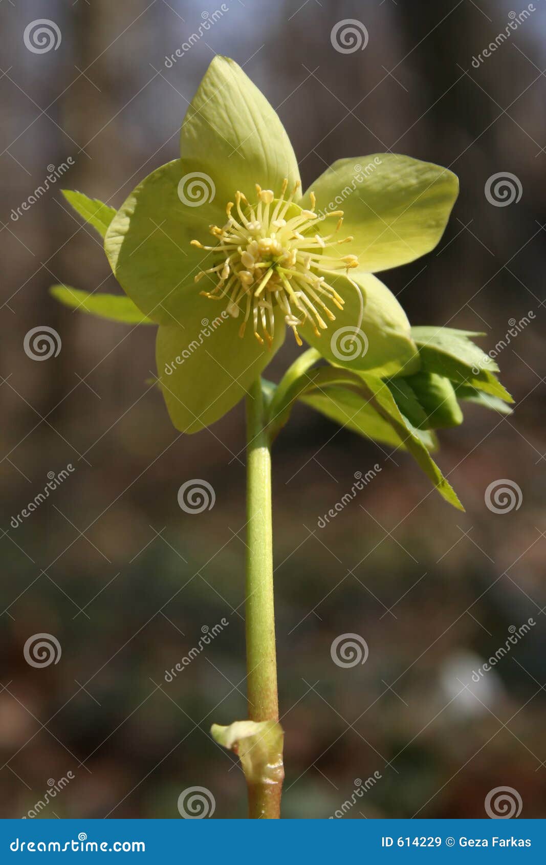 Lenten rose stock image. Image of hellebore, bloom, petal - 614229