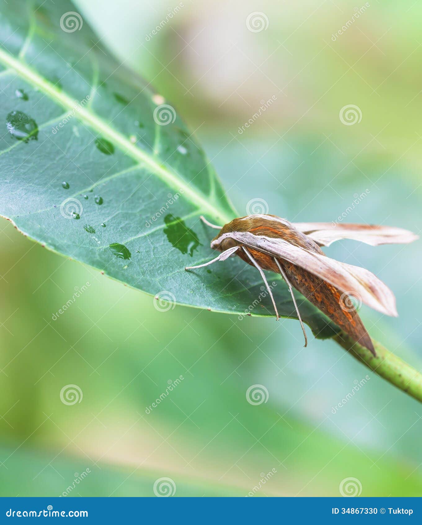 Lentes Y Marismas Brillantes Insectos Foto de archivo - Imagen de color ...