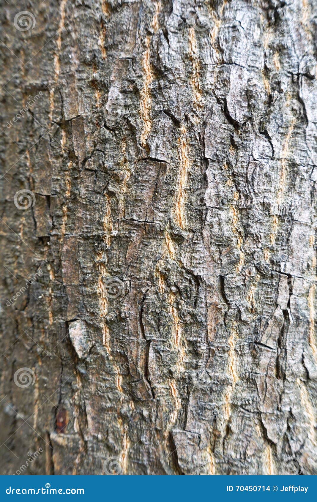 Lenticel stock photo. Image of tree, dicotyledonous, cells - 70450714