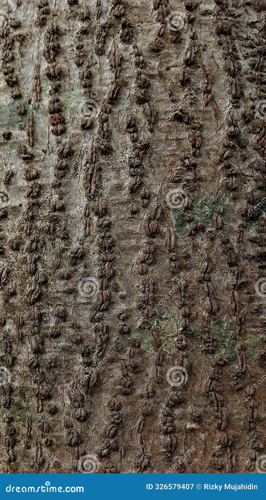 Lenticels on the Bark of Big Tree Stock Image - Image of conservation ...