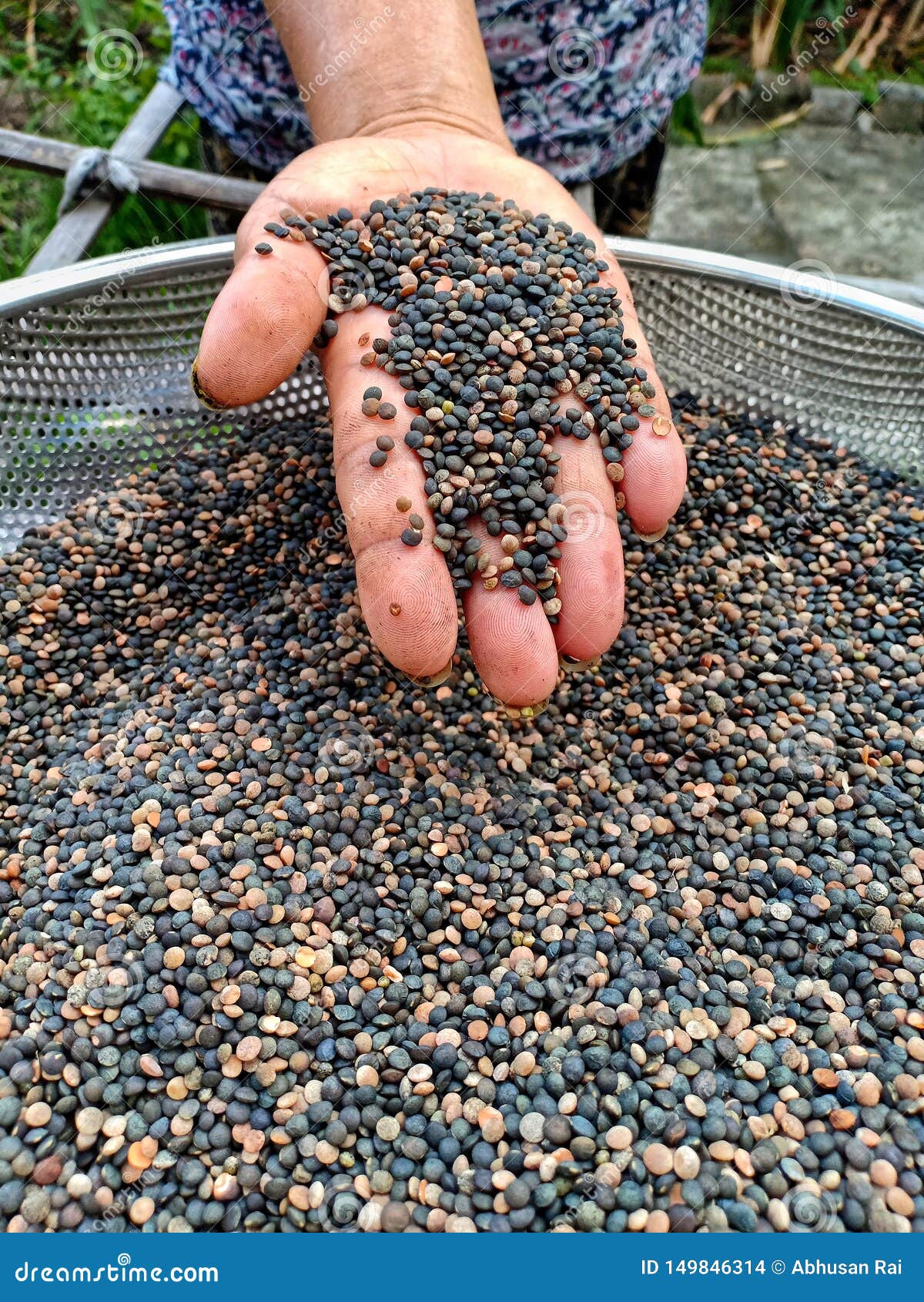 Lentil beans on the hand stock photo. Image of hand - 149846314