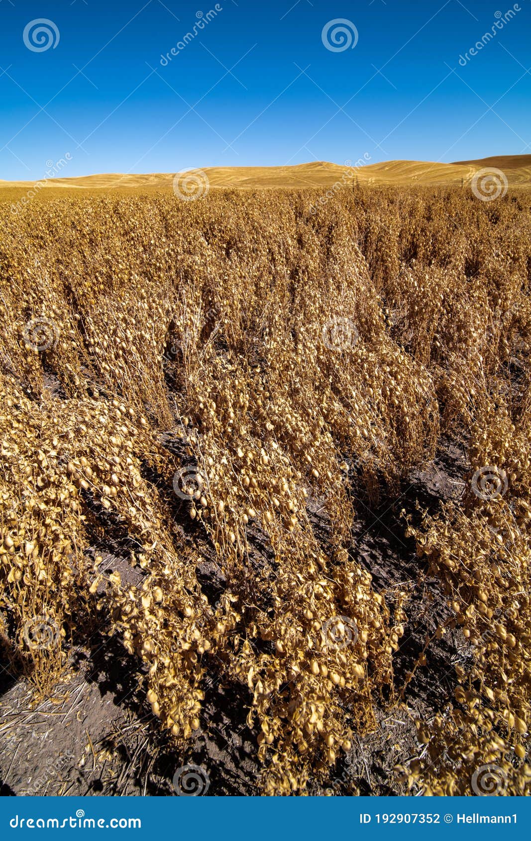 Lentil Fields in the Palouse Stock Photo - Image of grain, pullman ...