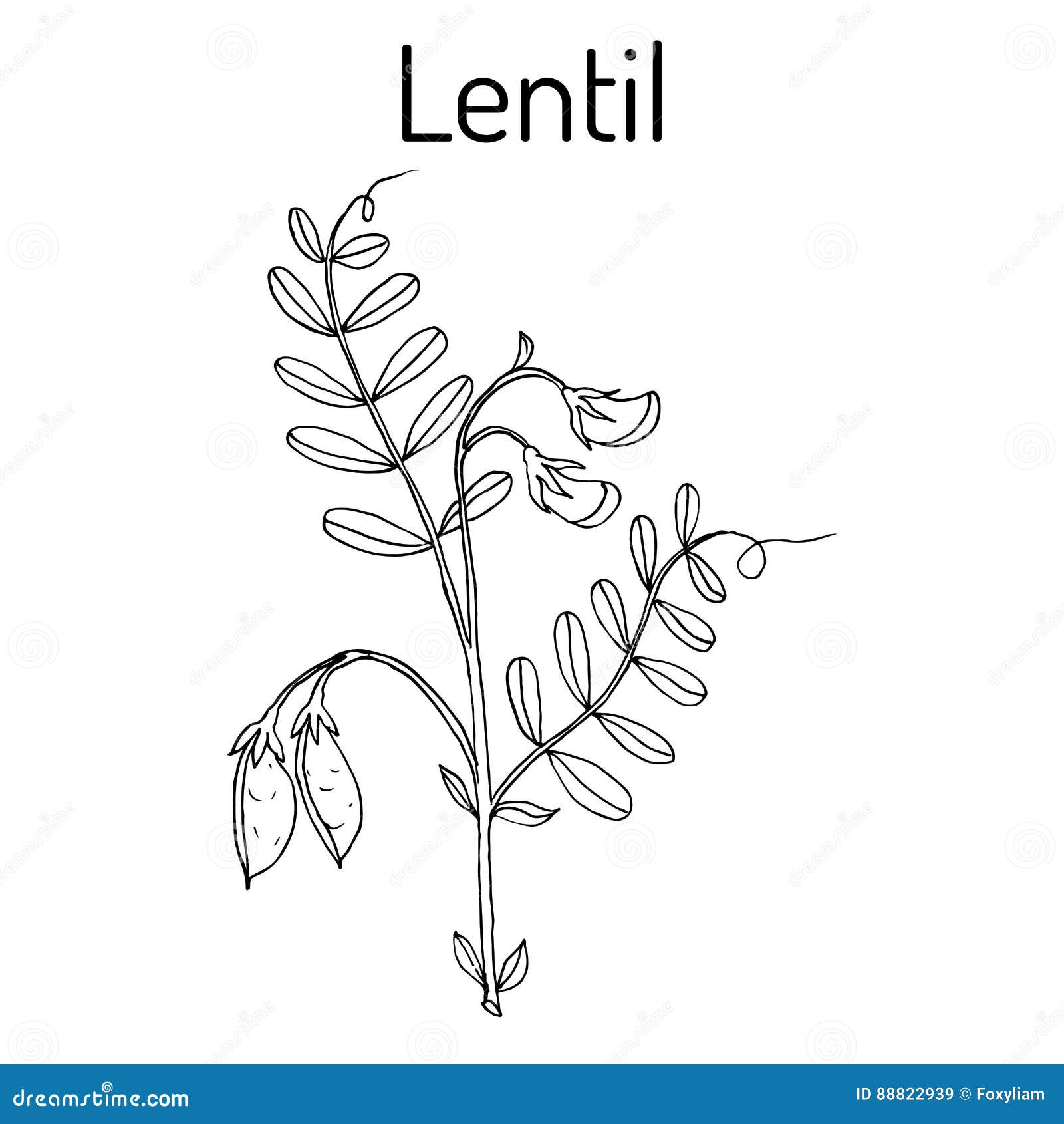 Lentil Lens culinaris stock vector. Illustration of drawn - 88822939