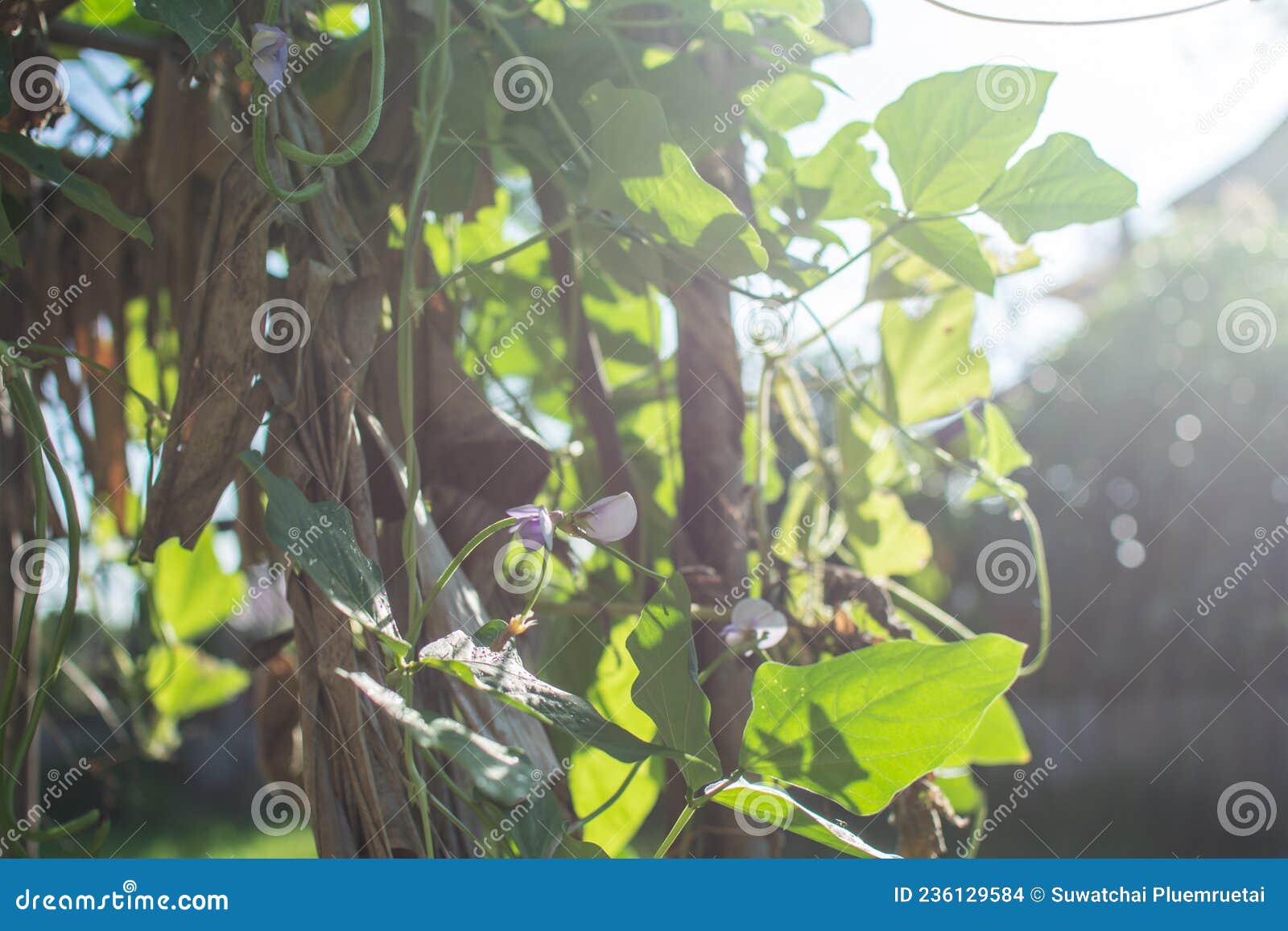 Lentil Plant Creep in the Garden Stock Photo - Image of tree, fresh ...