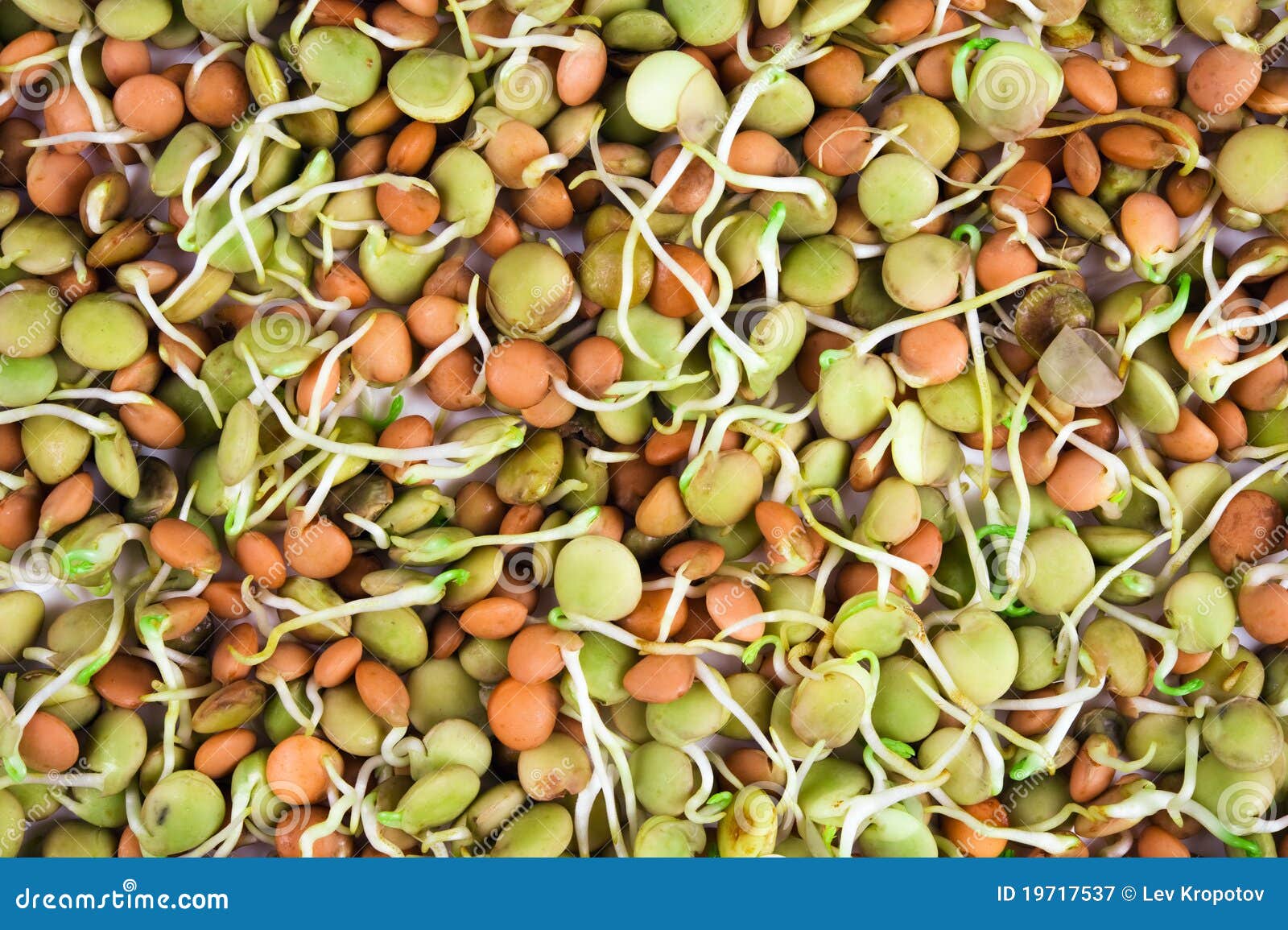 Lentil seeds stock image. Image of fiber, slimming, salad - 19717537