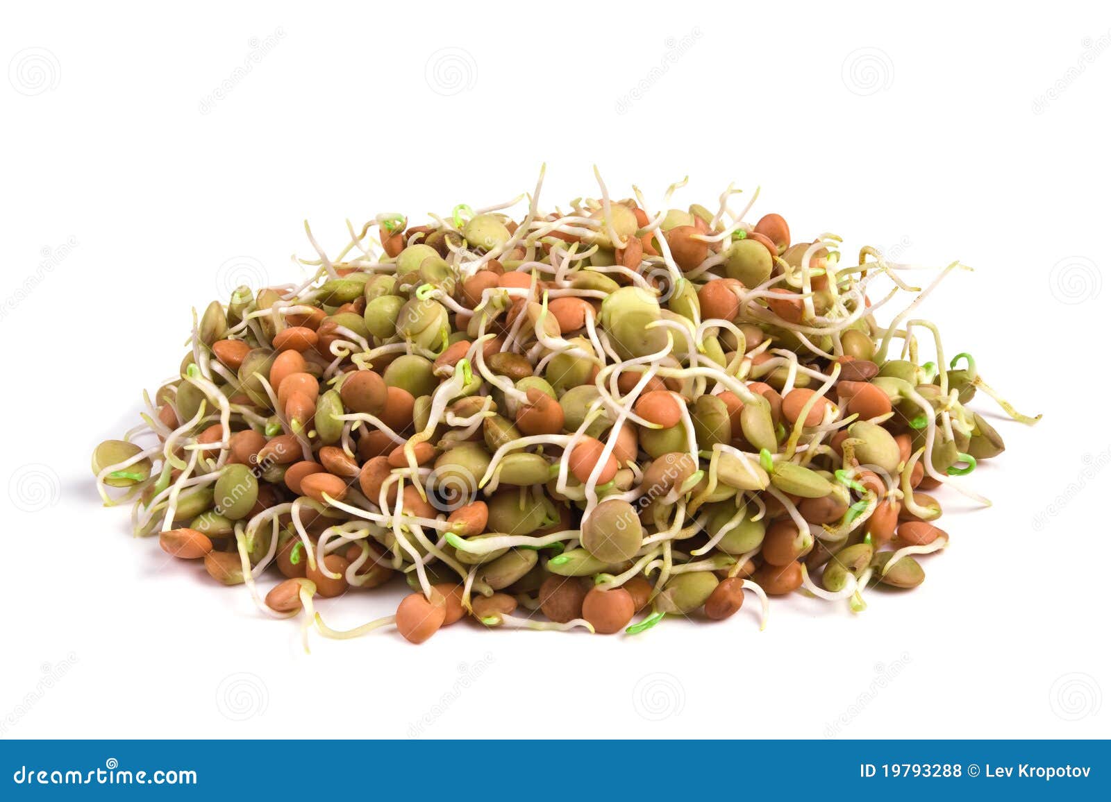 Lentil seeds stock photo. Image of fresh, vegan, organic - 19793288