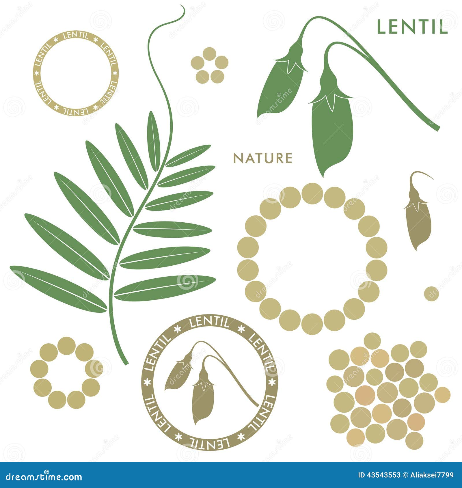 Lentil stock vector. Illustration of symbol, lentil, plant - 43543553