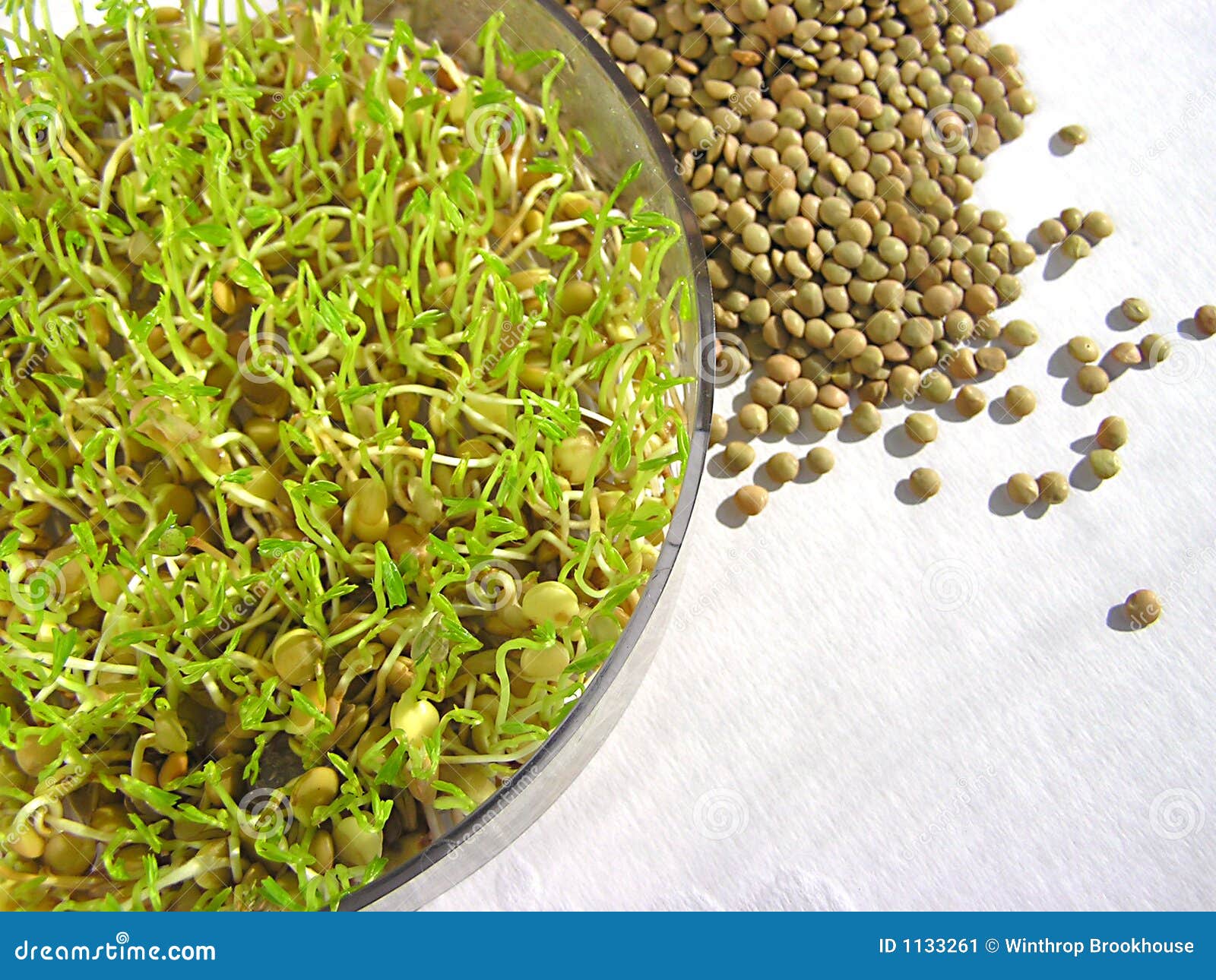 561 Growing Green Lentil Sprouts Stock Photos - Free & Royalty-Free ...