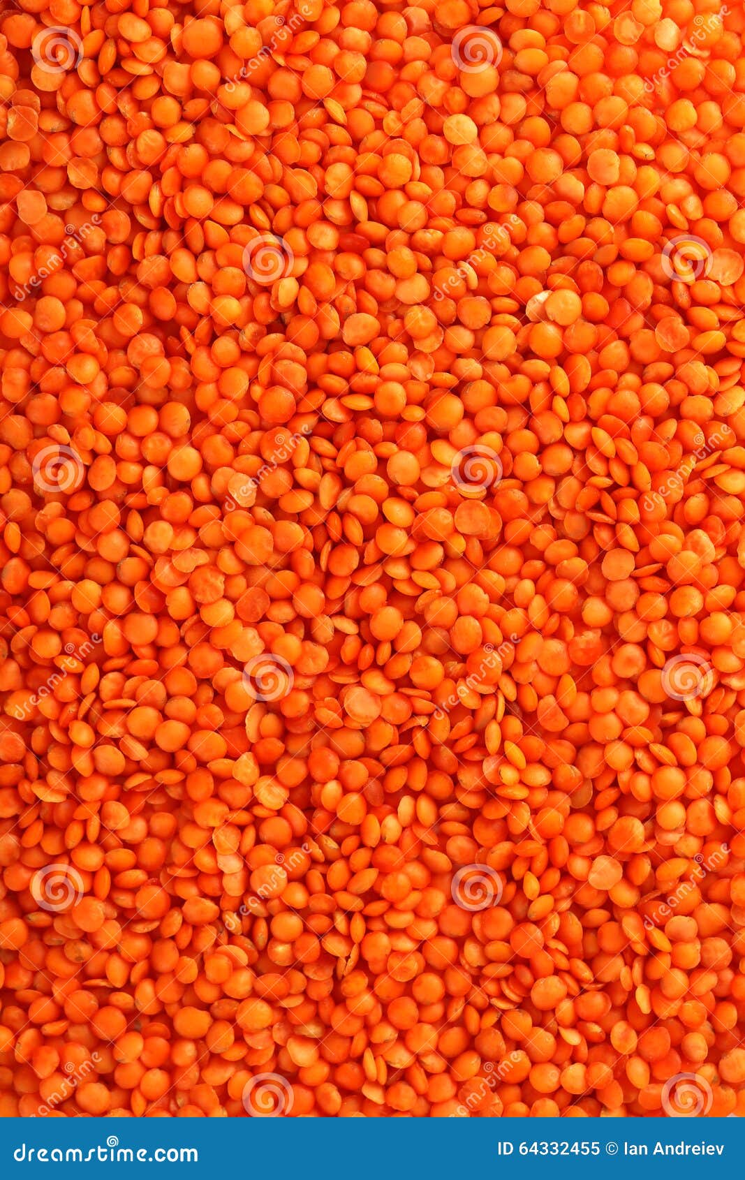 Lentilles rouges image stock. Image du haricot, nutritif - 64332455