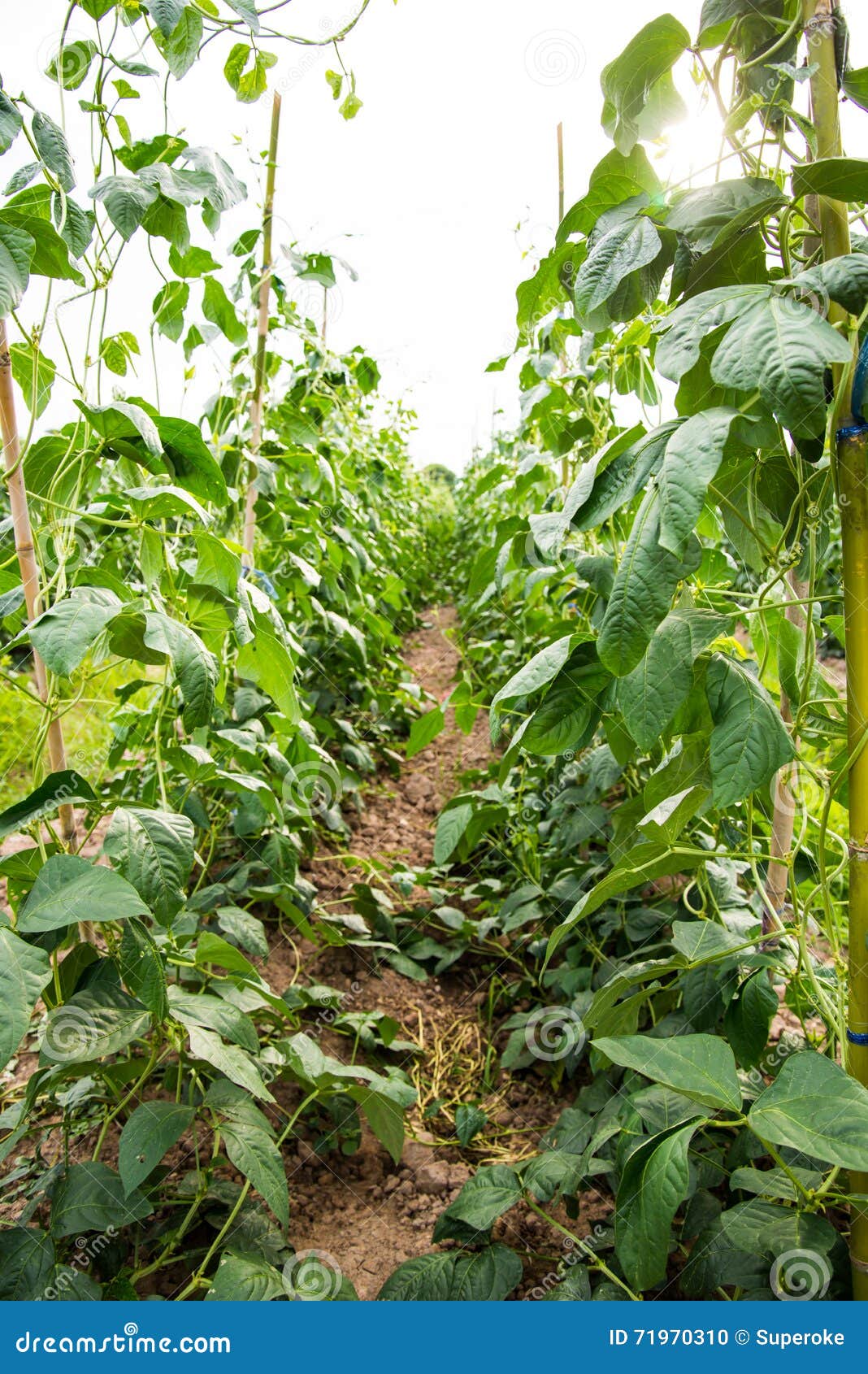 Lentils field stock photo. Image of fruit, plant, food - 71970310